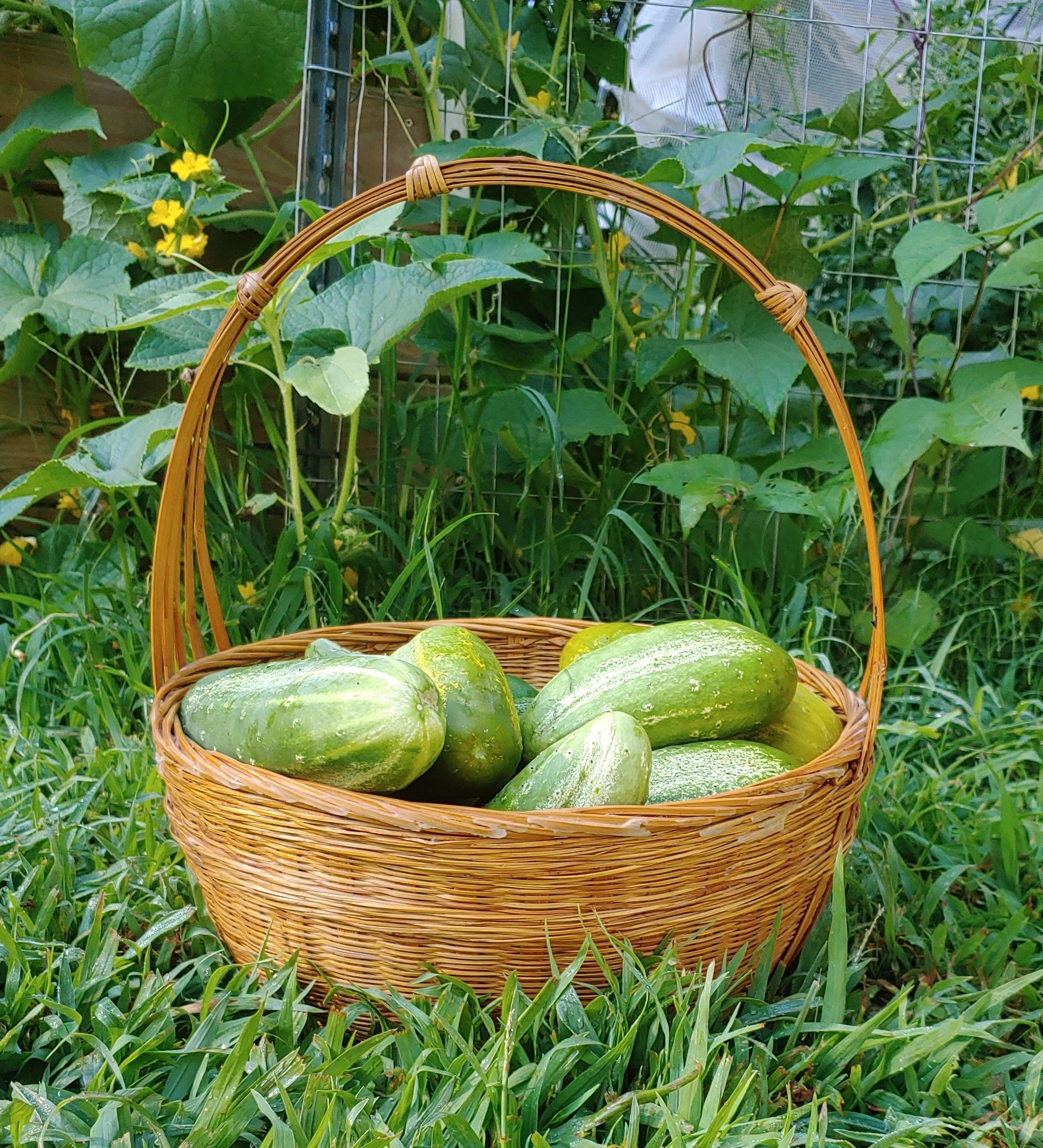 Preserving the harvest...Part 1