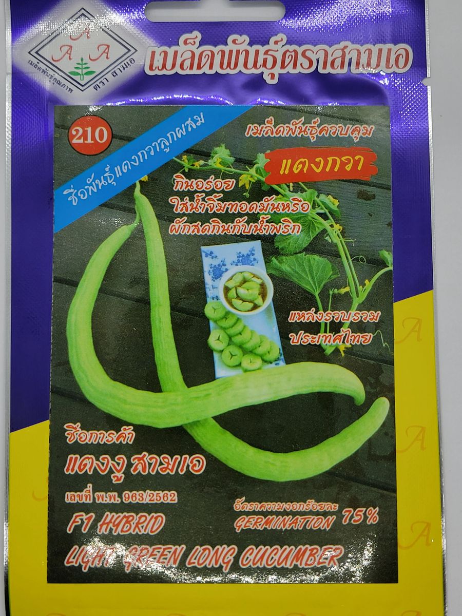 Asian Long Cucumber Light Green Seeds 3A