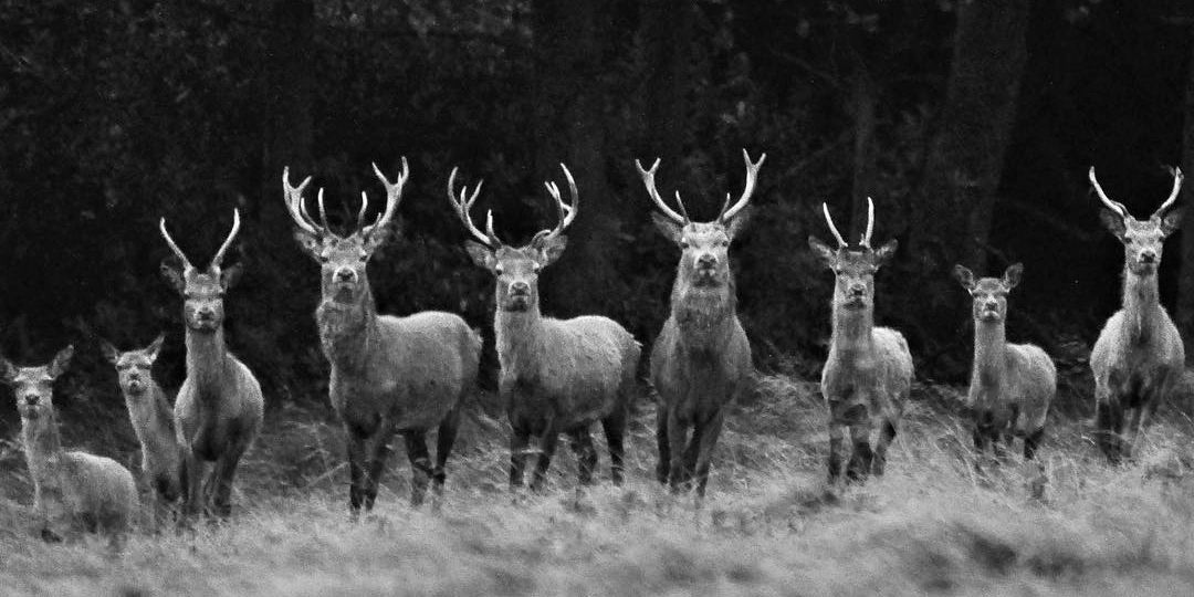 Stunning wildlife & nature Pictures