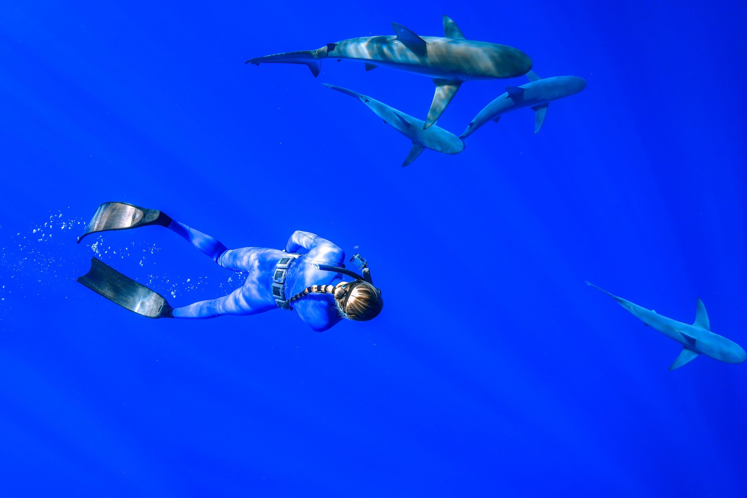 Exploring the Deep: The Different Shark Species You May Encounter