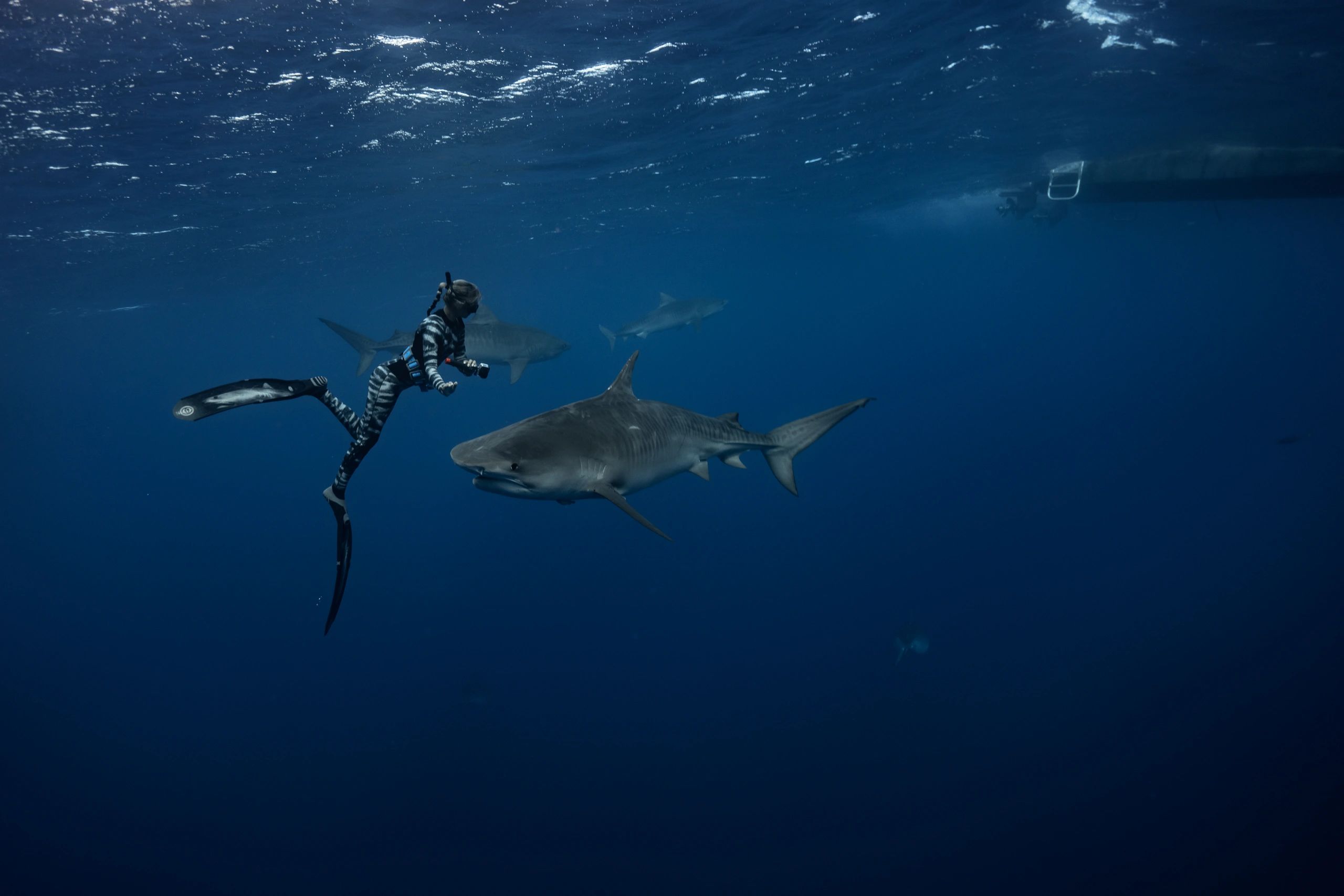 When Do Tiger Sharks Hunt? Understanding Their Feeding Patterns