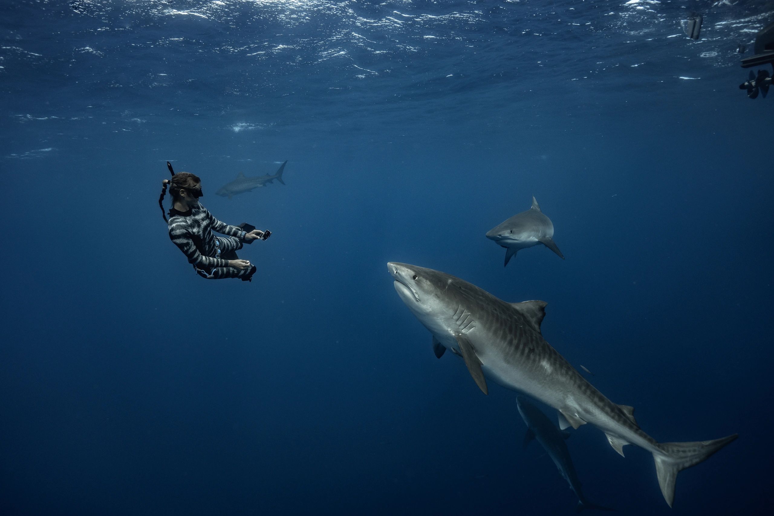 Navigating the Thrilling World of Shark Tours Navigating the Thrilling World of Shark Tours