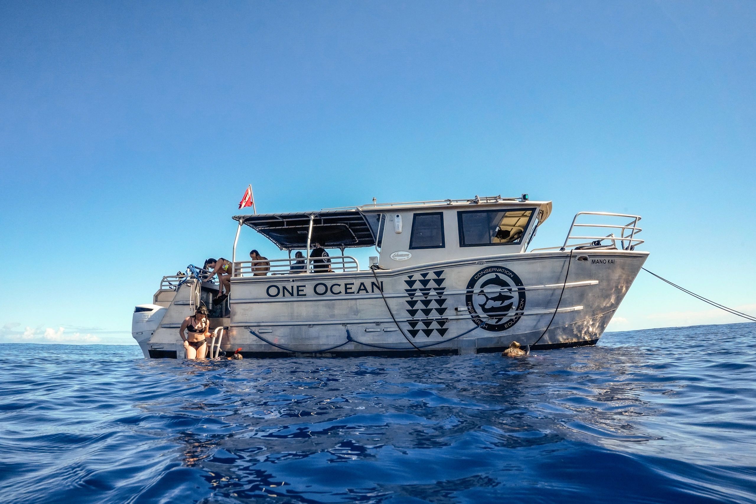 How to Prepare for an Unforgettable Shark Dive with One Ocean