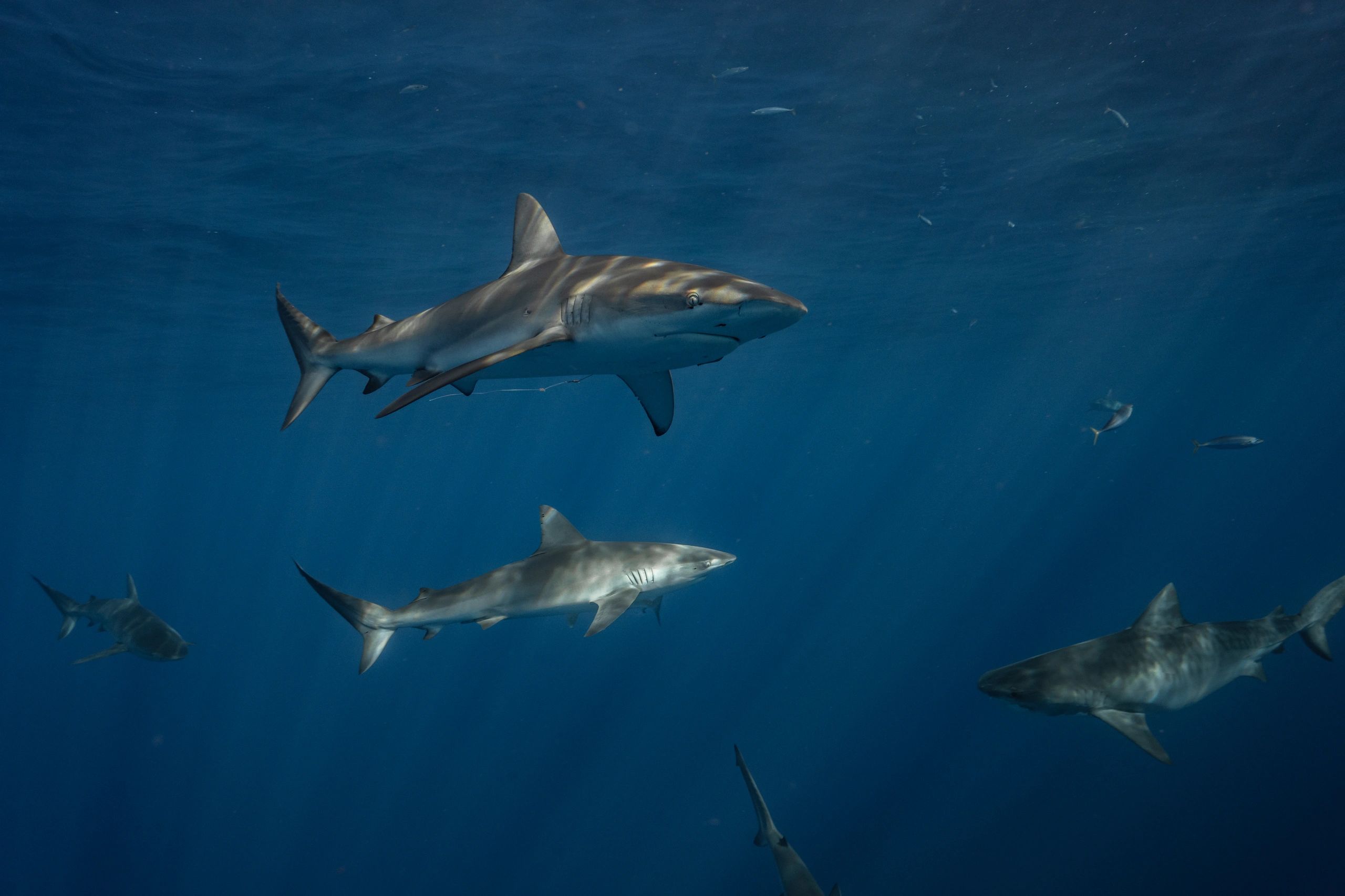 How to Tell If a Shark Is Male or Female