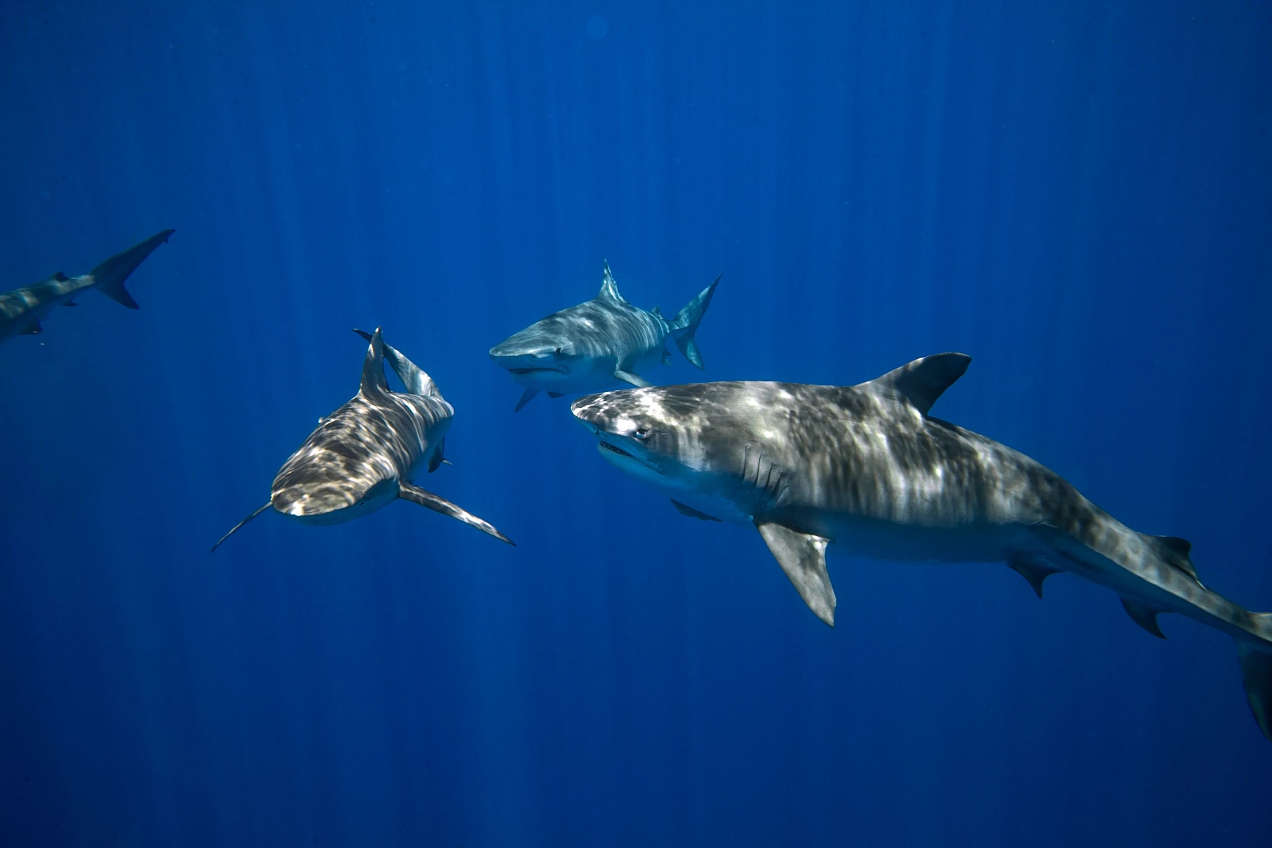 Peak Tiger Shark Season on Oahu’s North Shore