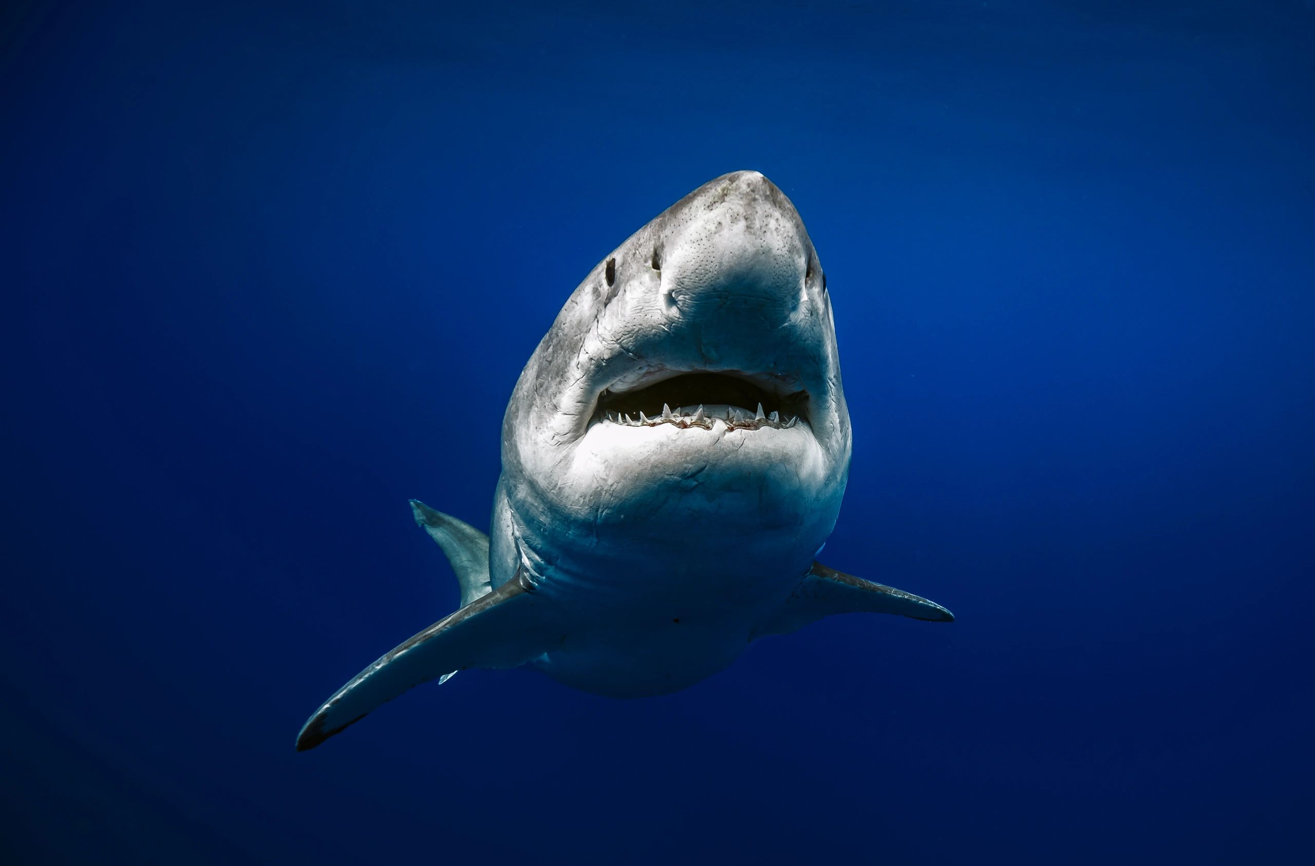 Do Sharks Get Cavities? Unpacking the Truth About Shark Teeth