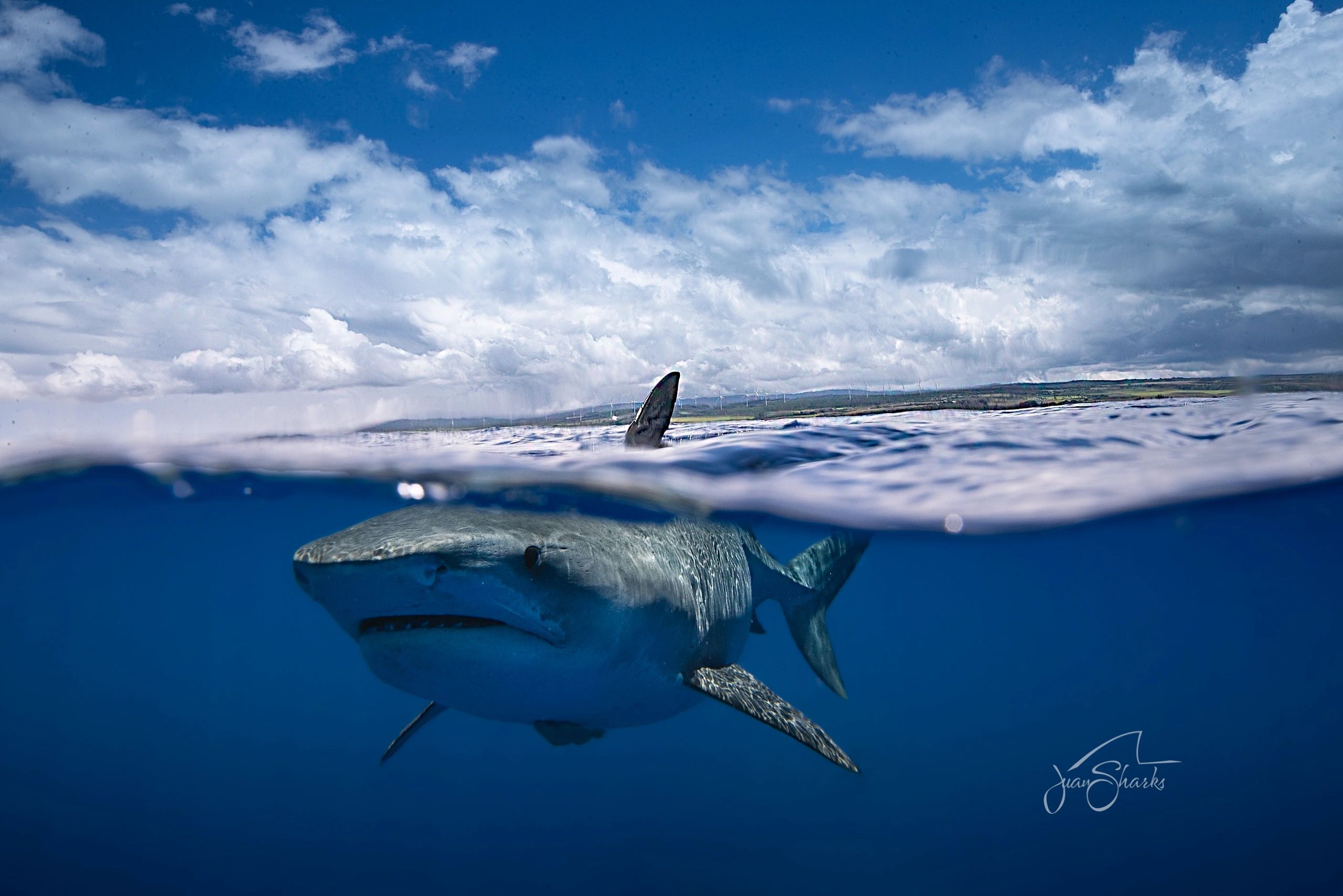 Why Splashing Attracts Sharks: What You Need to Know