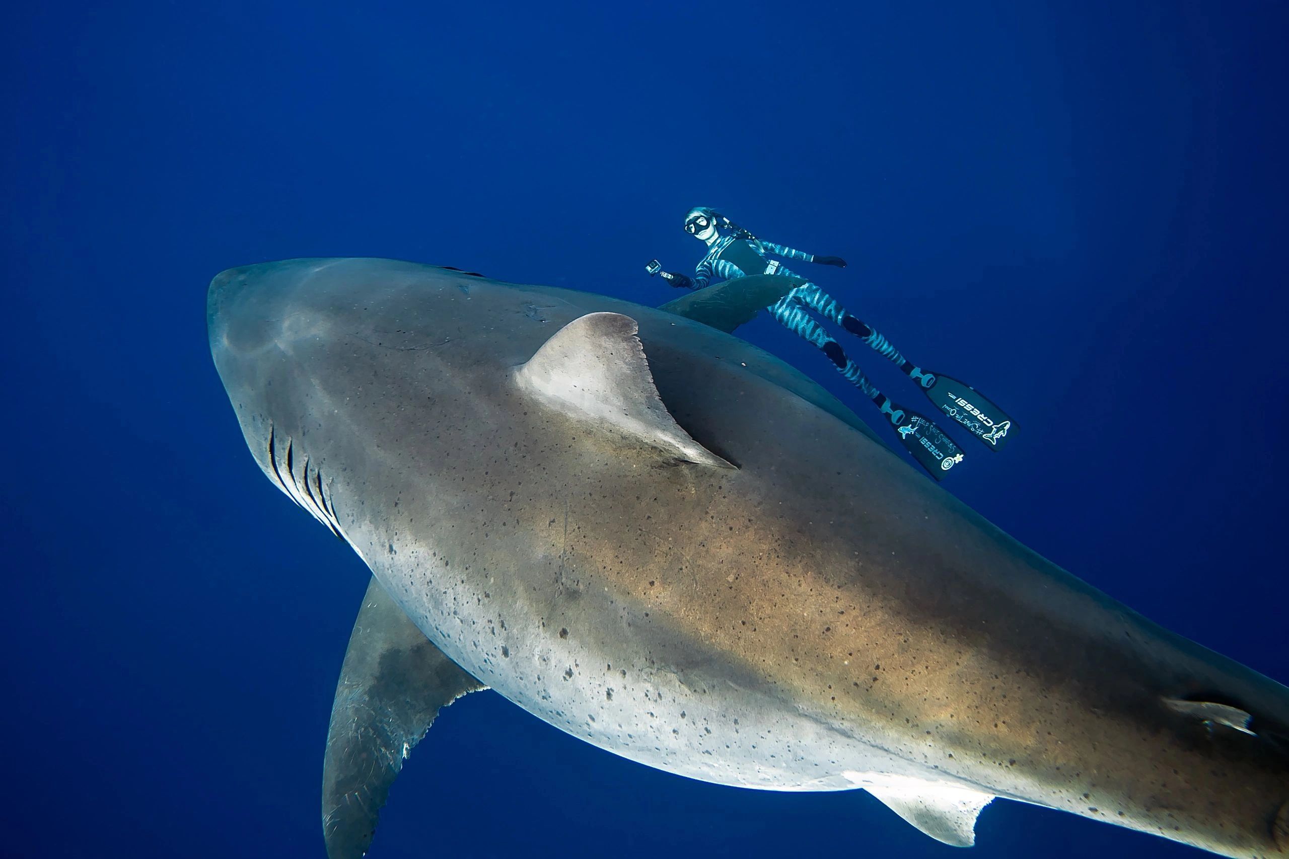 Meet the Giants: The Top 3 Largest Shark Species in the World
