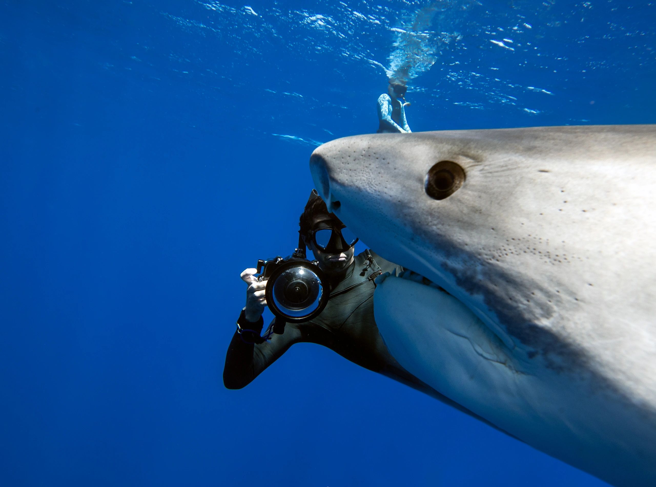 How Good Is a Shark’s Eyesight?