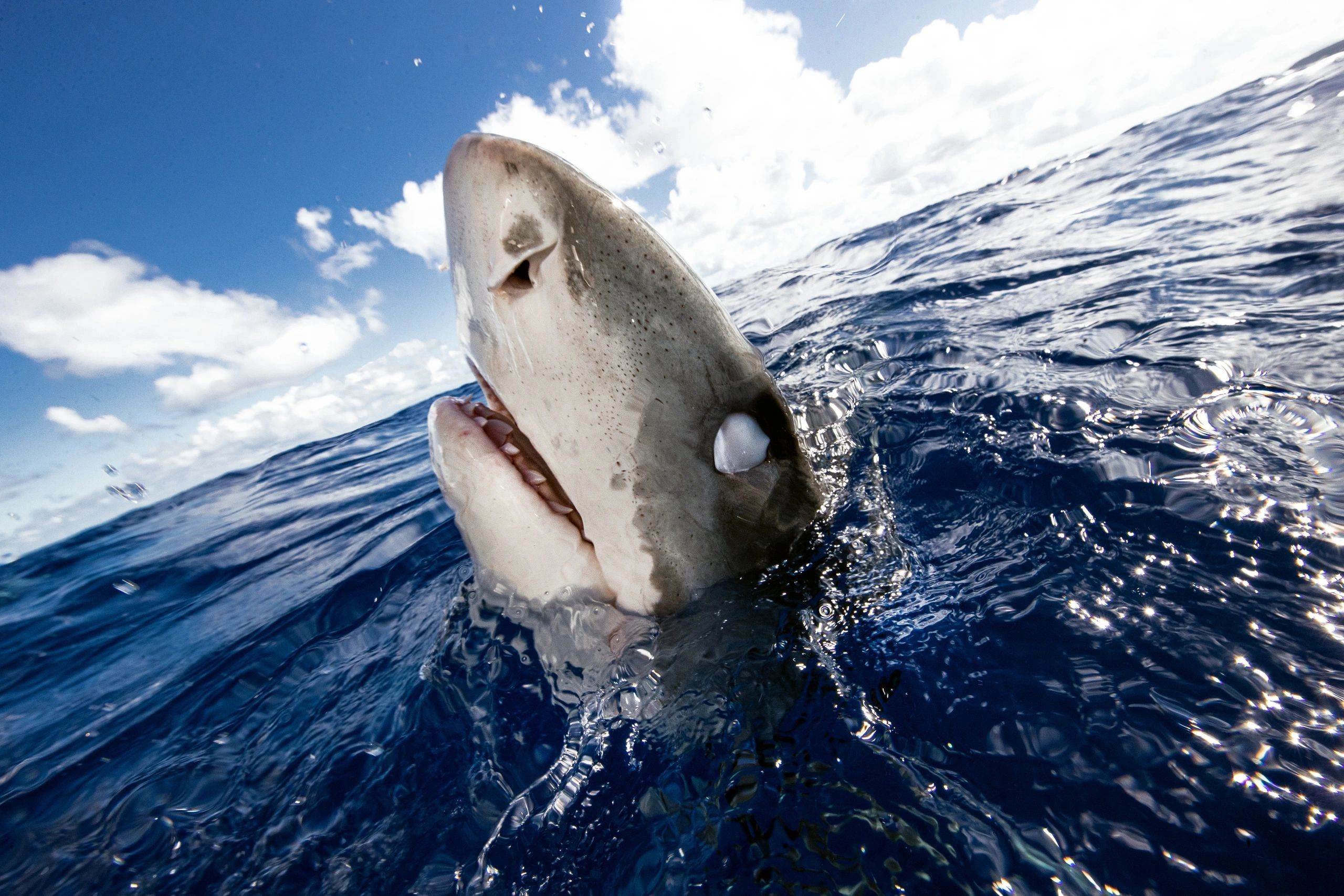 Understanding a Shark’s Snout: More Than Just a Nose