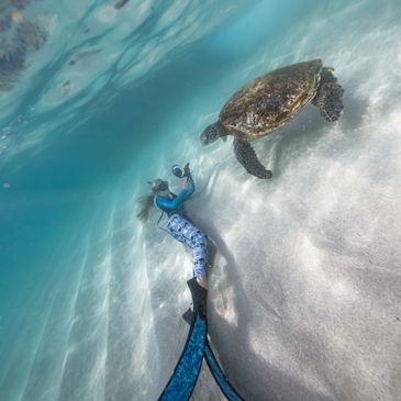 One Ocean Diving - Diving With Sharks, Shark Dive Hawaii