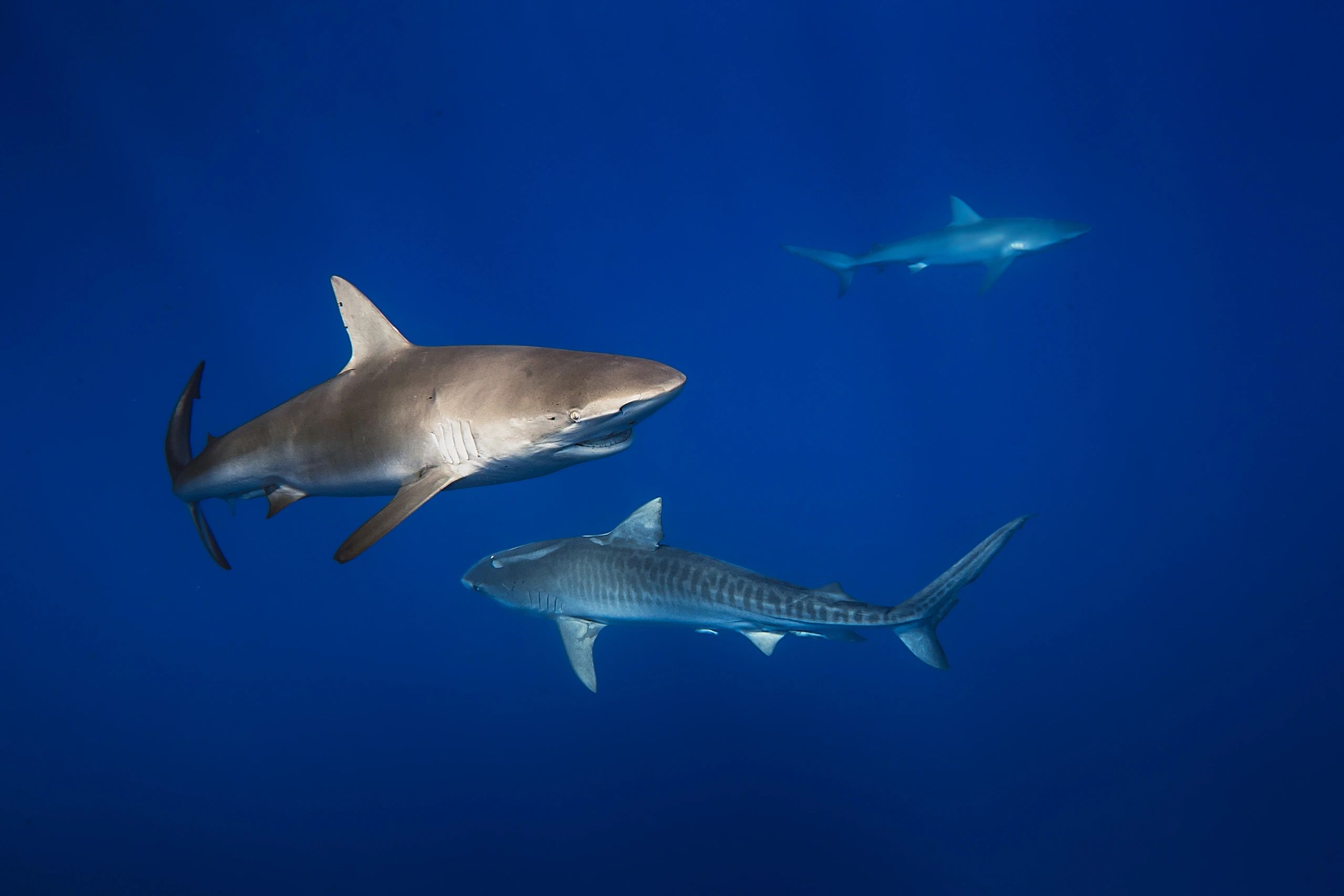 Are Sharks Warm or Cold-Blooded?