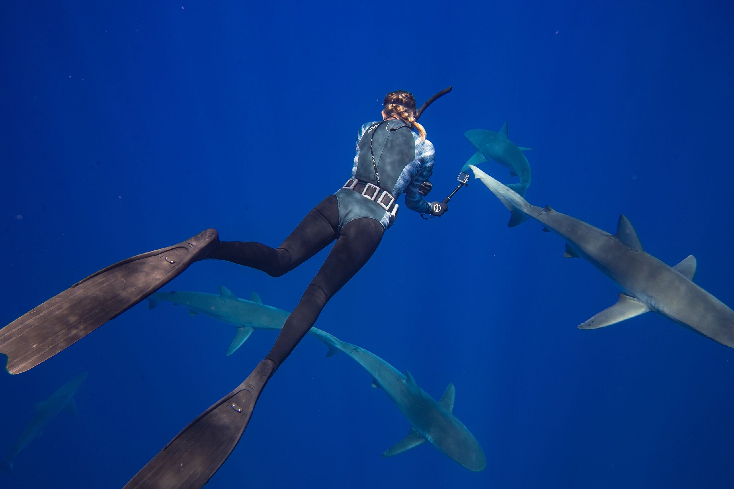 Is Shark Diving in Hawaiʻi Safe? A Marine Biologist Explains