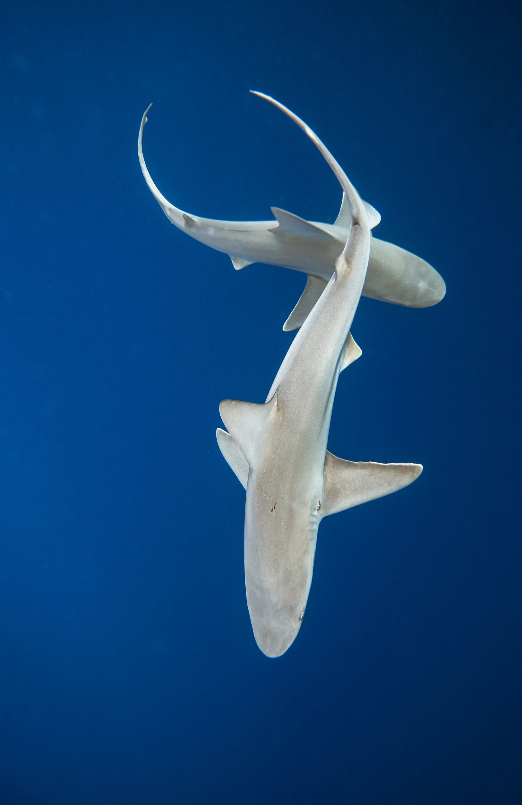 Who Are Sharks’ Closest Relatives?