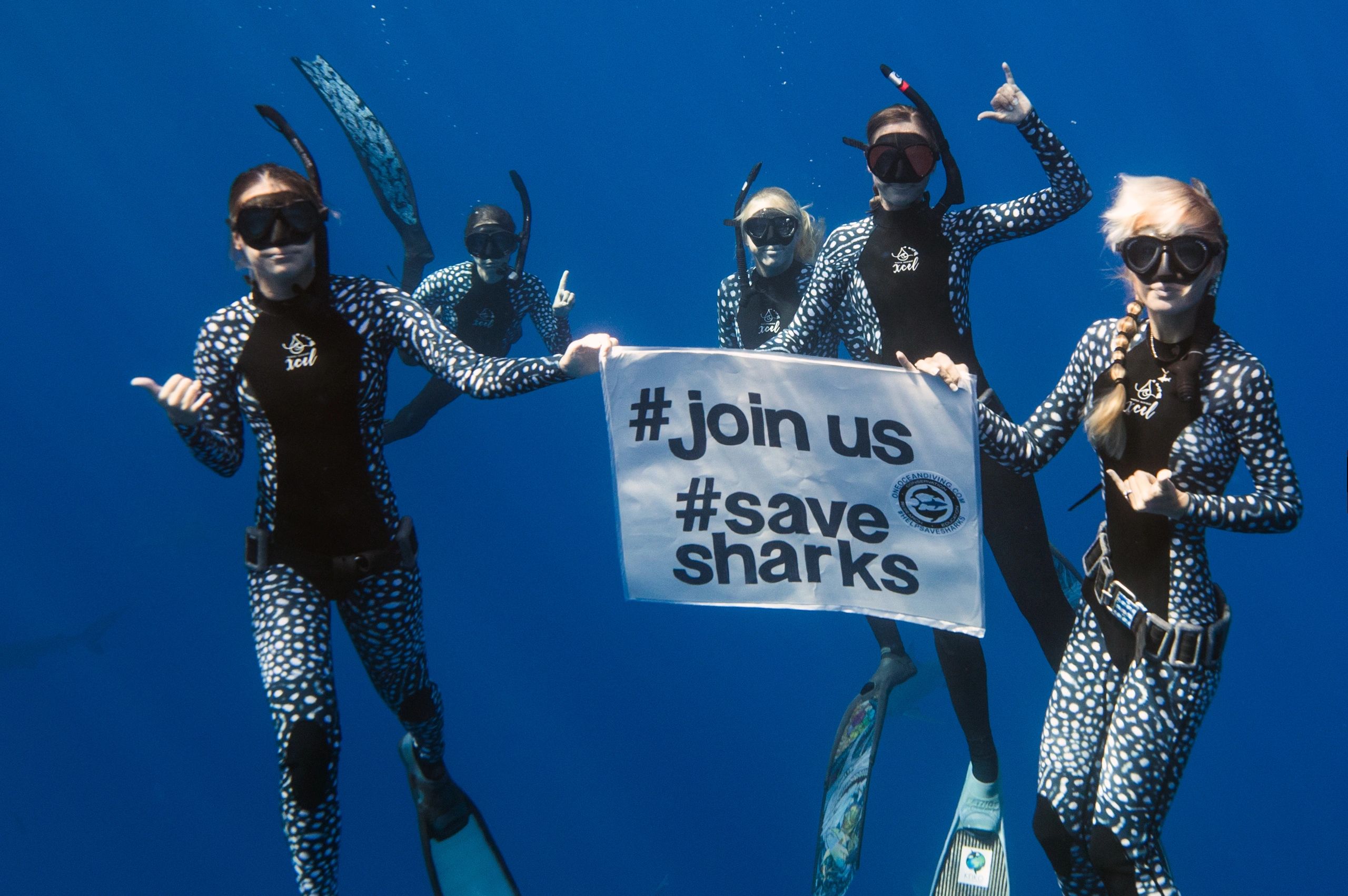 How Participating in Shark Dives Supports Ocean Conservation