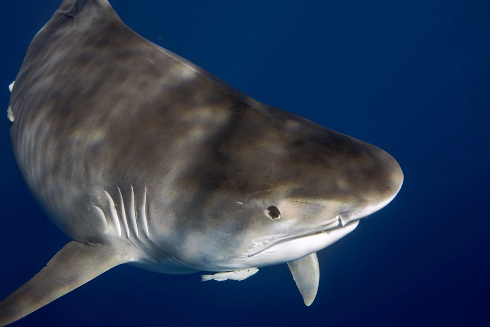 Shark ID/Adopt A Shark | One Ocean Diving