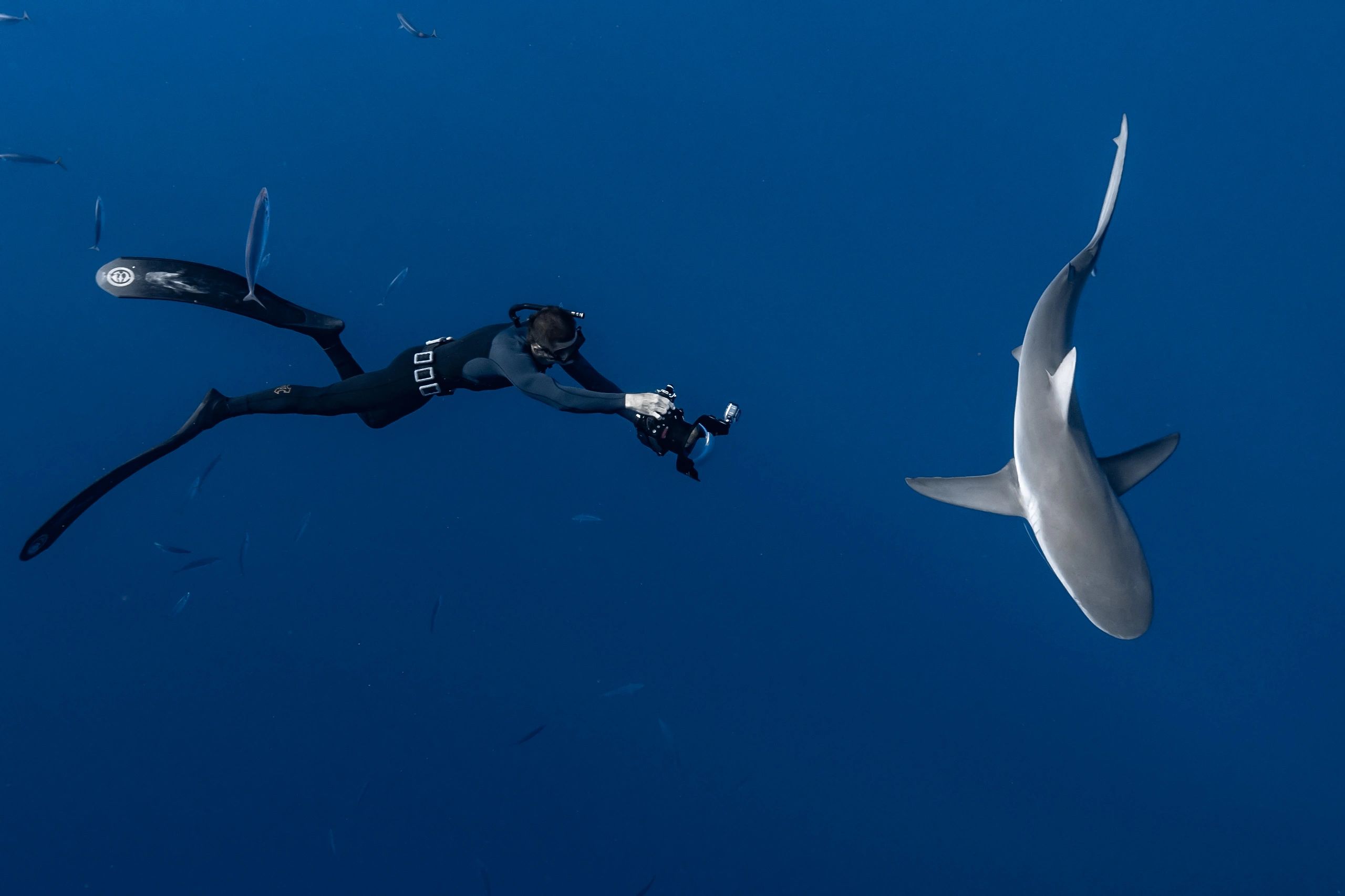 Why Cage-Free Shark Diving Is More Ethical