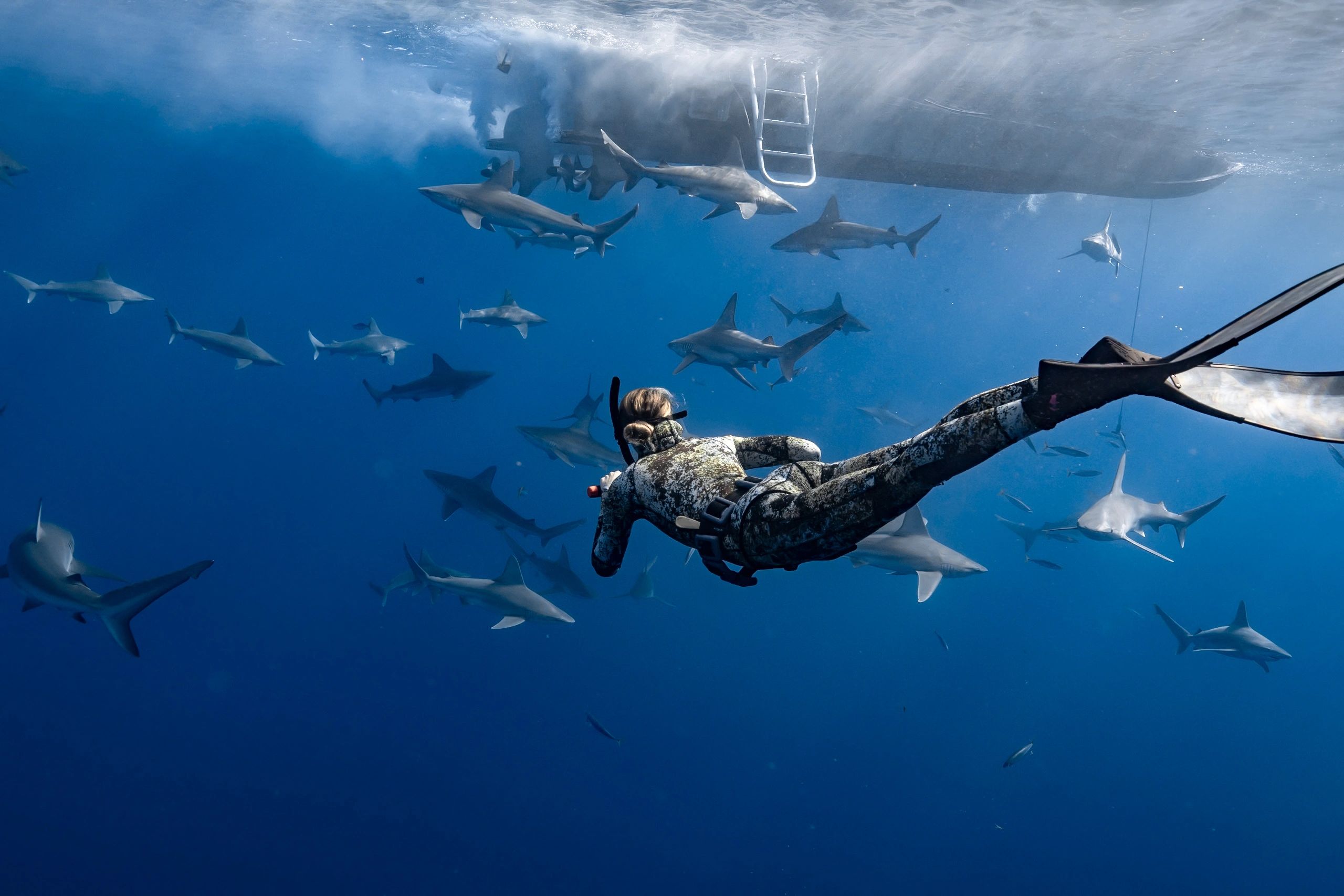 What Is a Shiver of Sharks? Why Do Sharks Form Shivers?