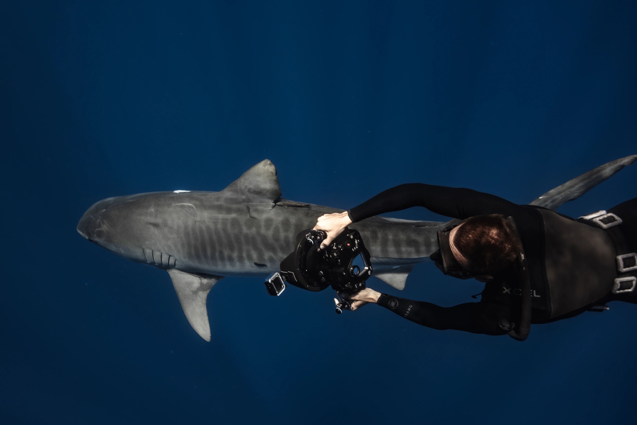 Can I Take Photos While Shark Diving?