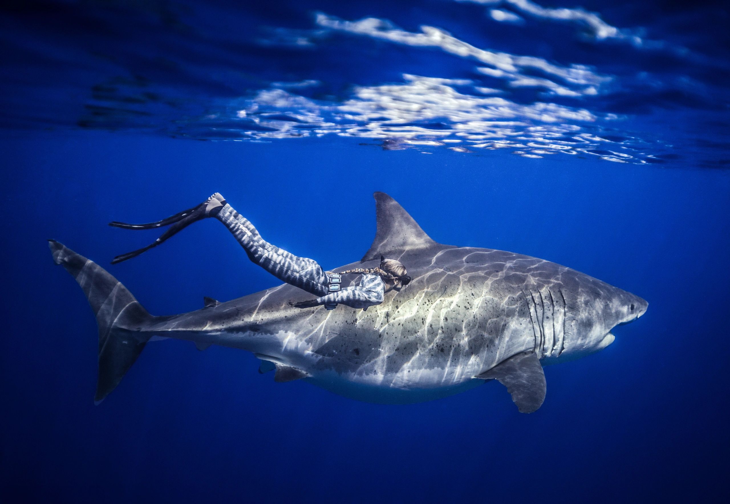 Tiger Shark Vs Great White