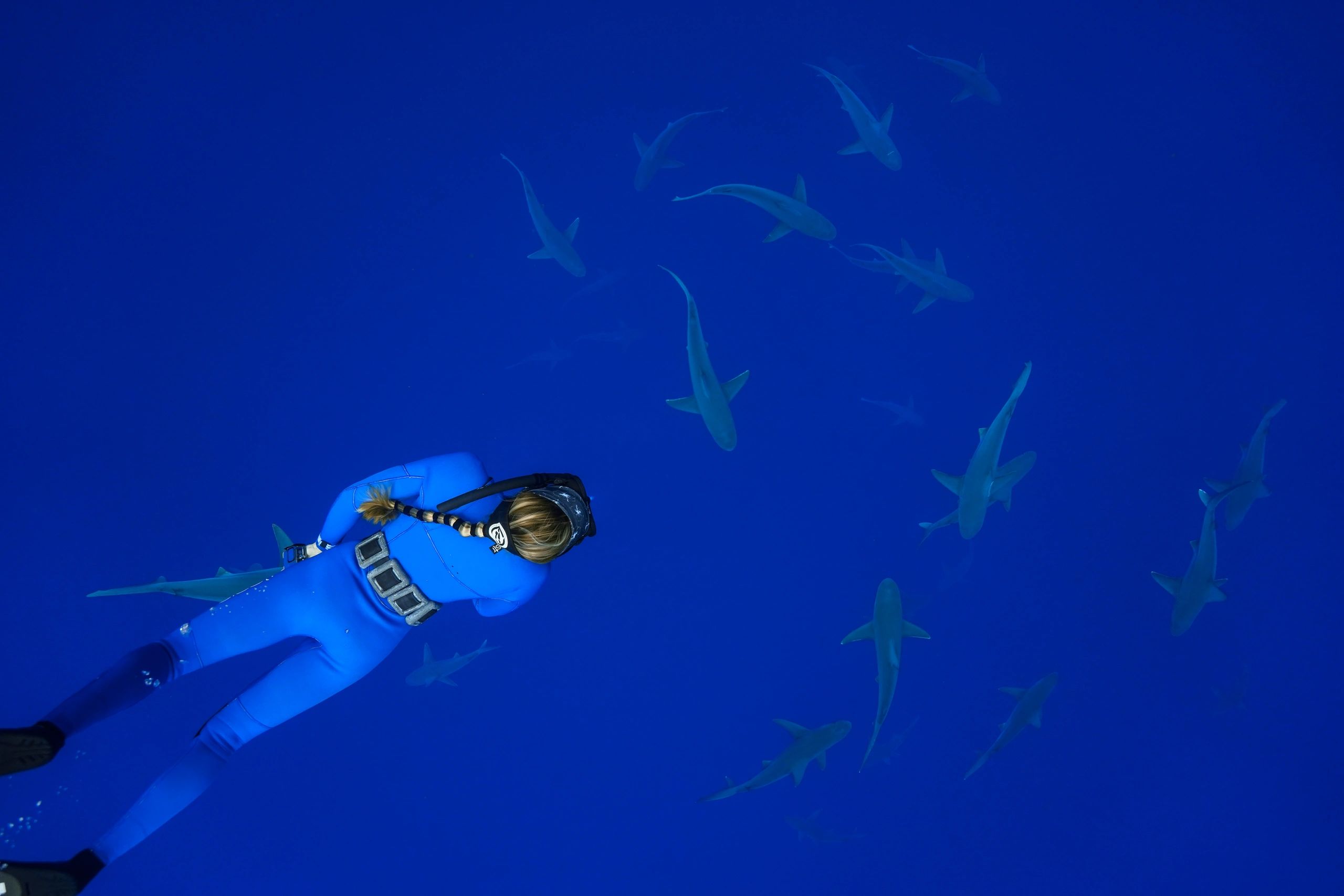 What’s the Laziest Shark? (And Why That’s Not a Bad Thing)