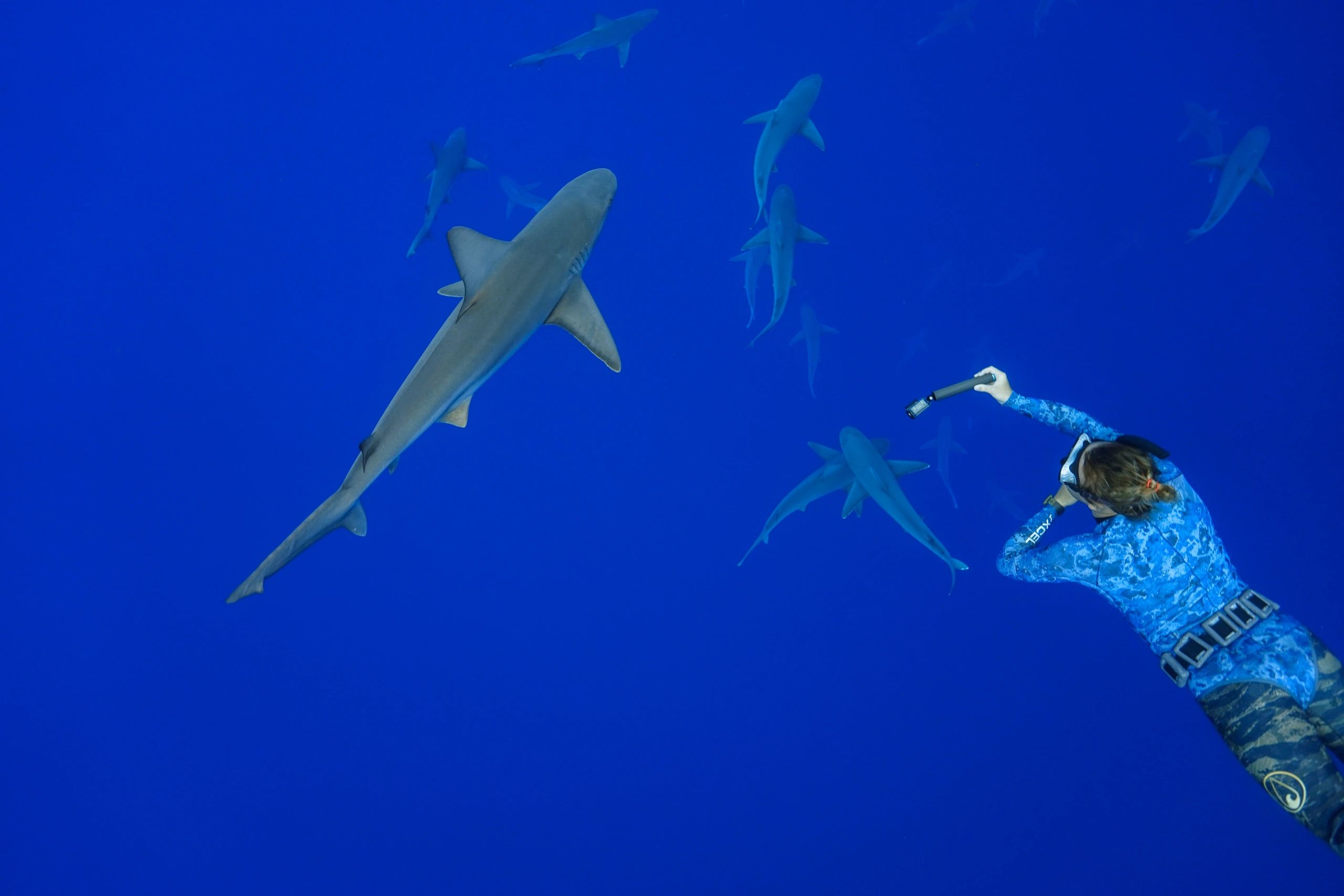 Shark Conservation in Hawaiʻi: Why It Matters