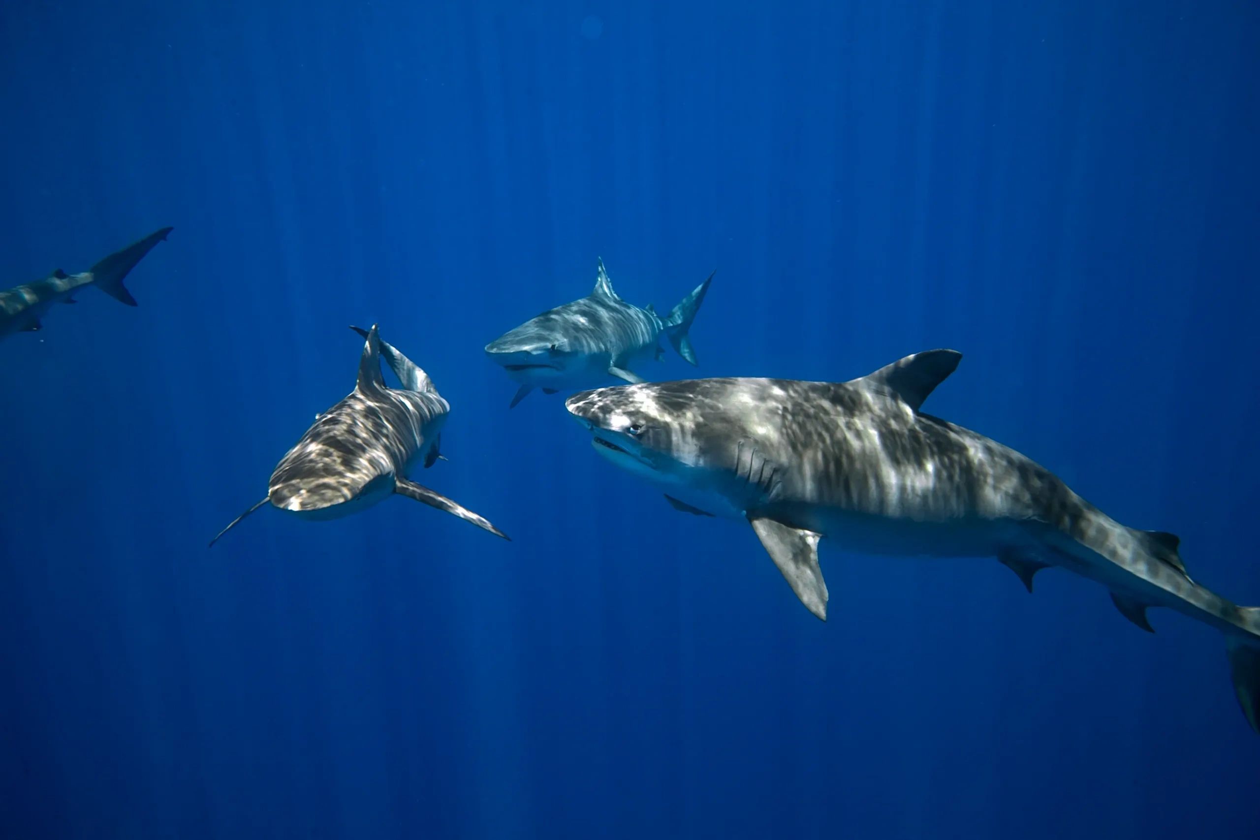 Ancient and Evolving: The Oldest and Newest Sharks in the Ocean