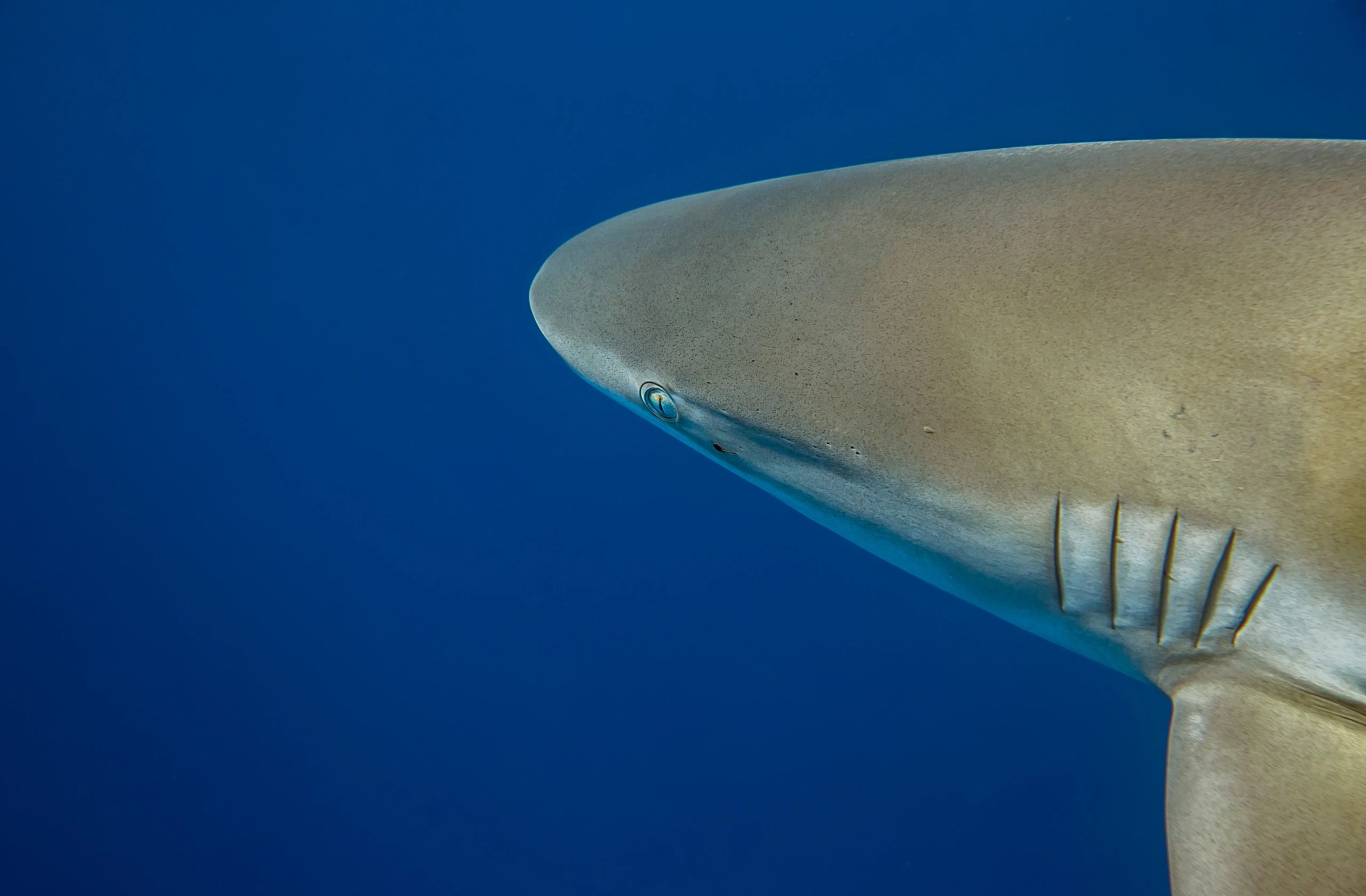 Meet Kūpale: Our Newest Adopted Shark at One Ocean Diving