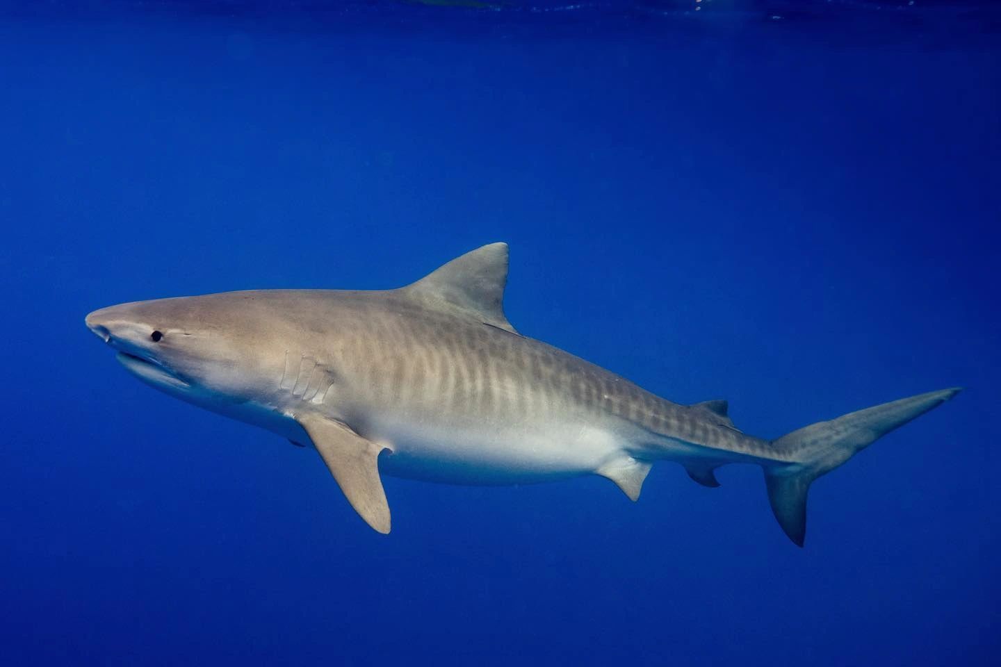 The Beauty of Tiger Sharks and Their Stripes