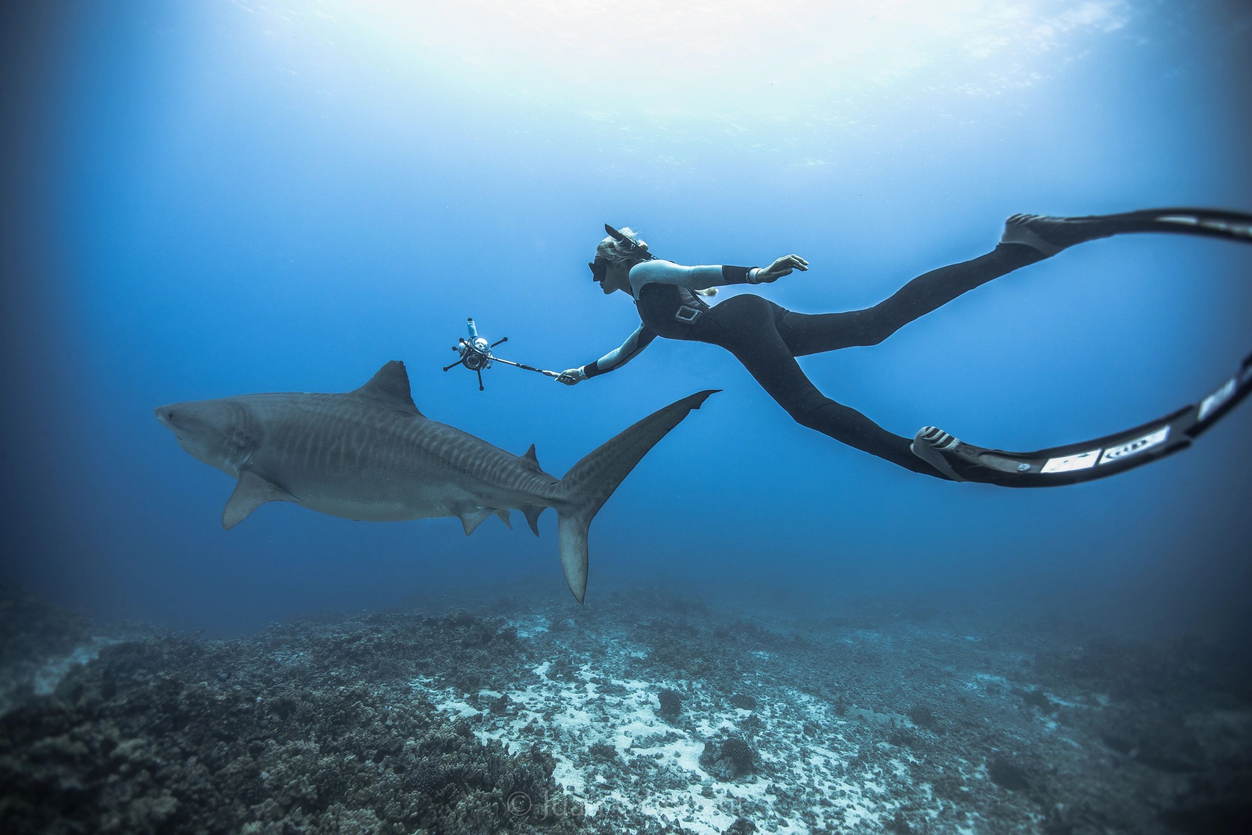 Exploring the Depths: One Ocean Diving’s Unmatched Shark Tours