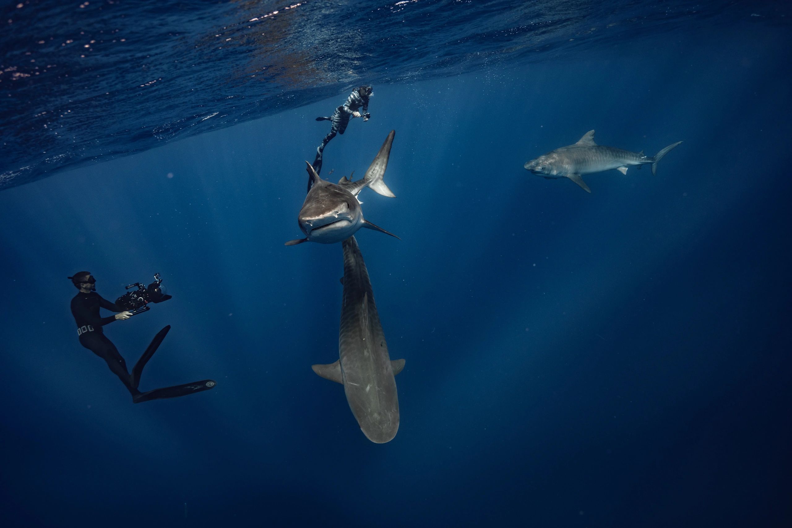 Tiger Shark season is in full swing on the north shore of Oahu