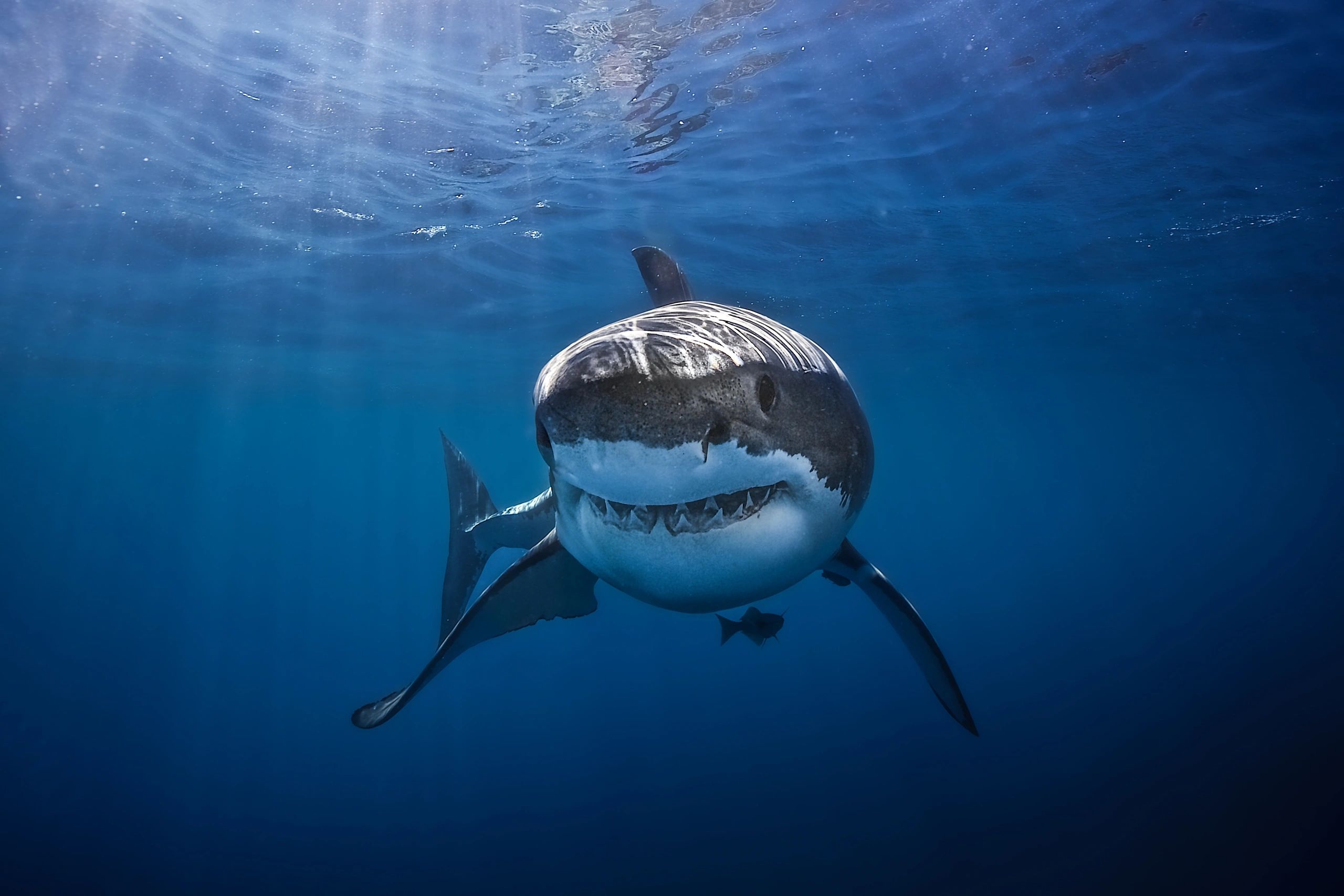 Who Are Sharks' Predators?