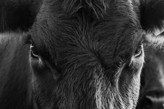 Team Penning - Lakeland Team Cattle Penning Association