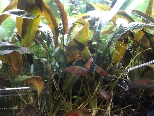 Red Metallic Crypt Affinis