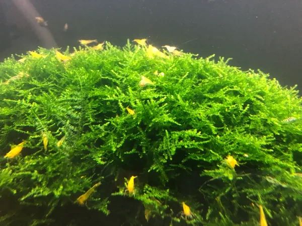 Taiwan Aquarium Moss Taxiphyllum Alternans