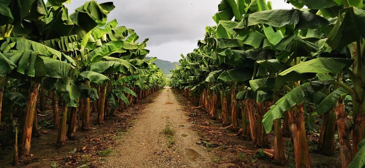Fresh del Monte comprometida con la industria bananera