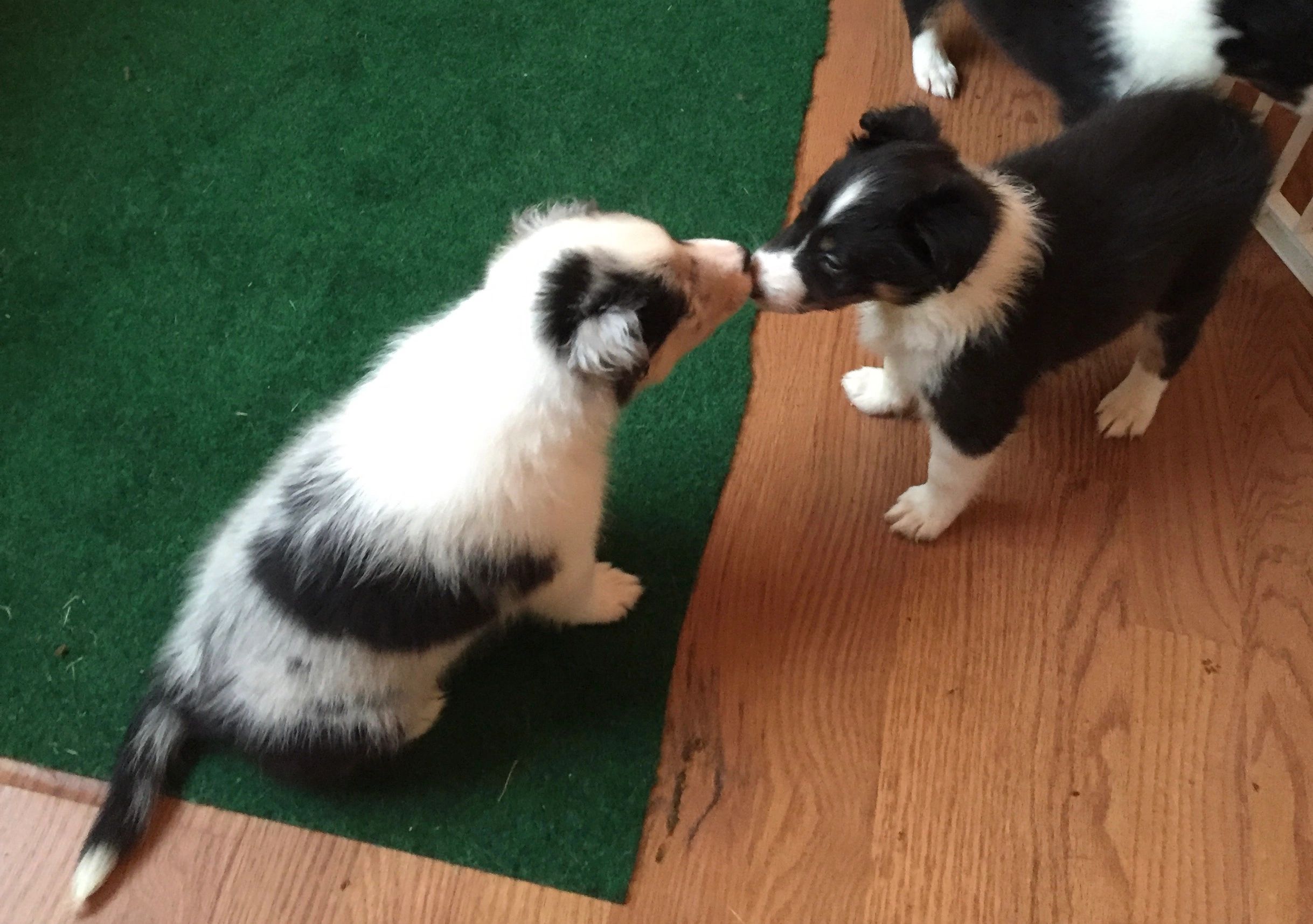 Shetland Sheepdog - AKC Sheltie Puppies