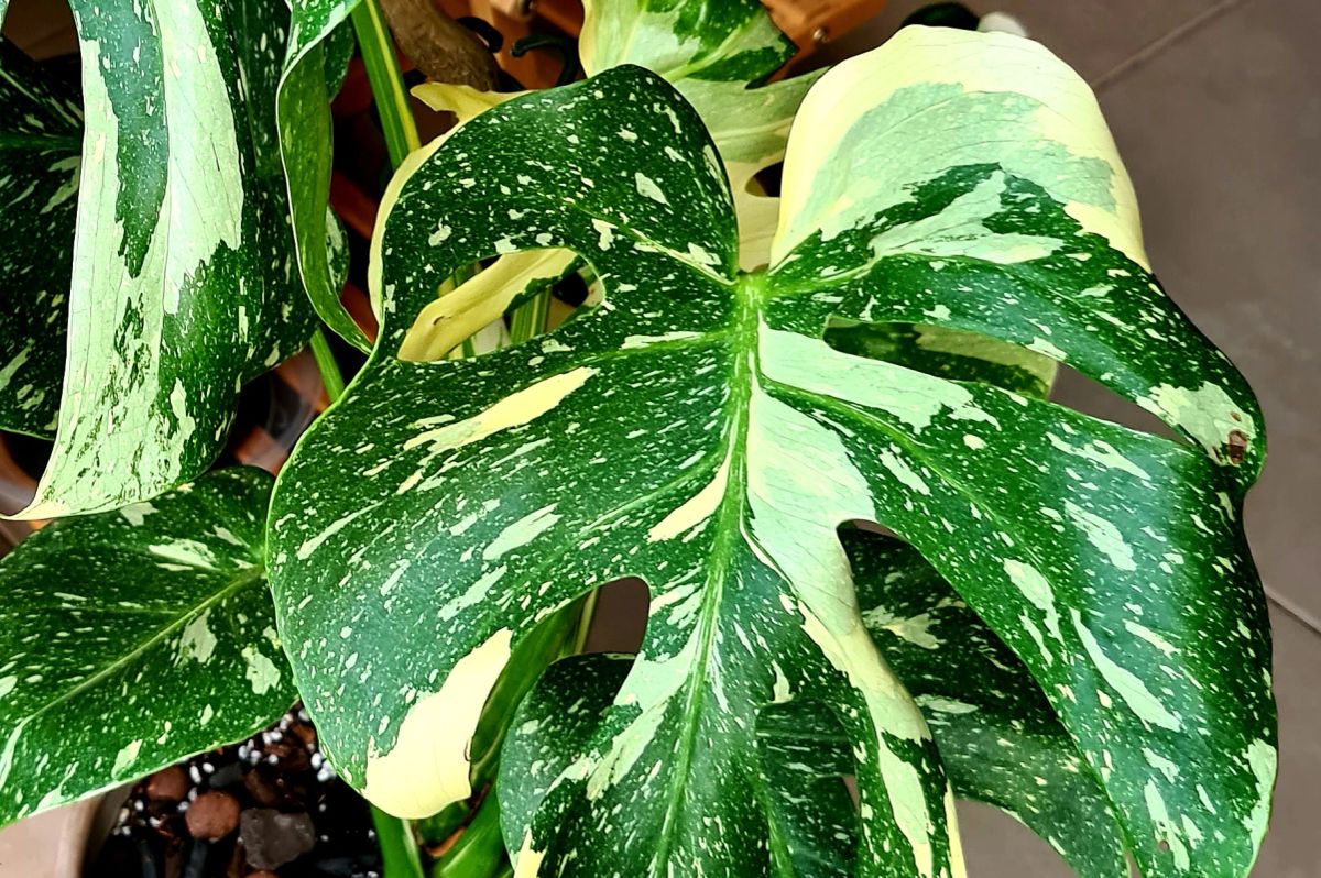 Rare/sought after/harder to find plants