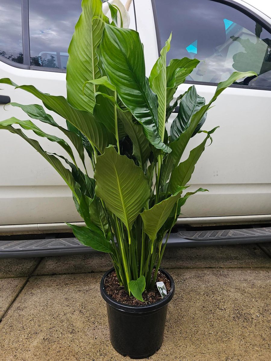 HUGE Spath sweet sebastiano