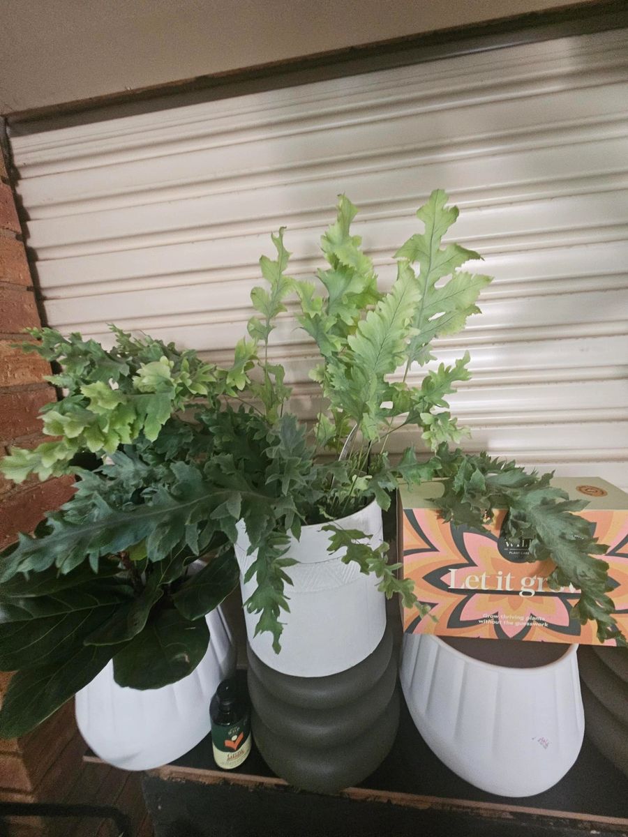 Blue Star Fern 150mm pot