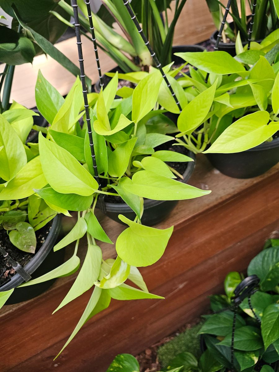 Goldilocks Pothos 200mm basket