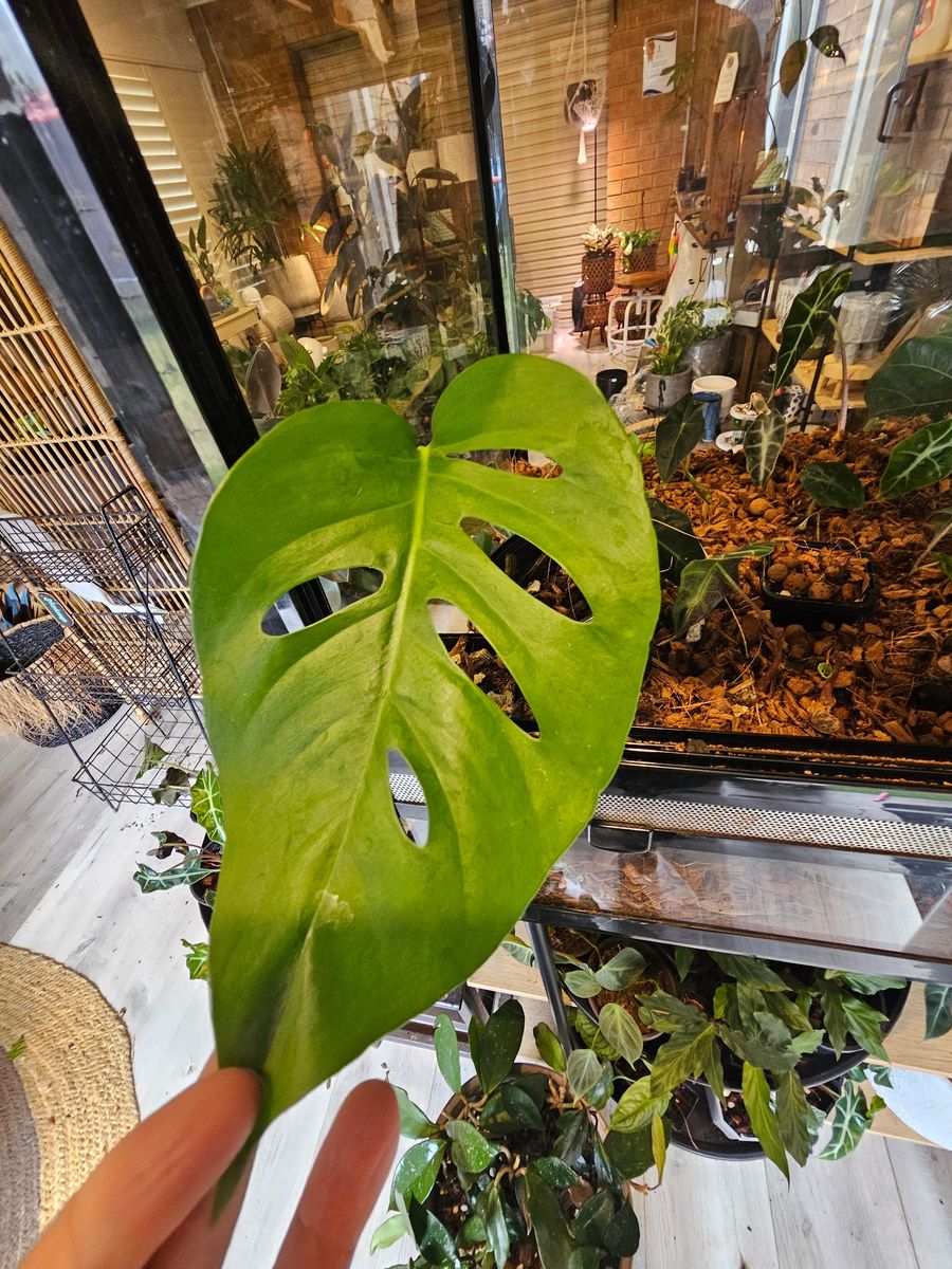 "Monstera Uno" Base plant