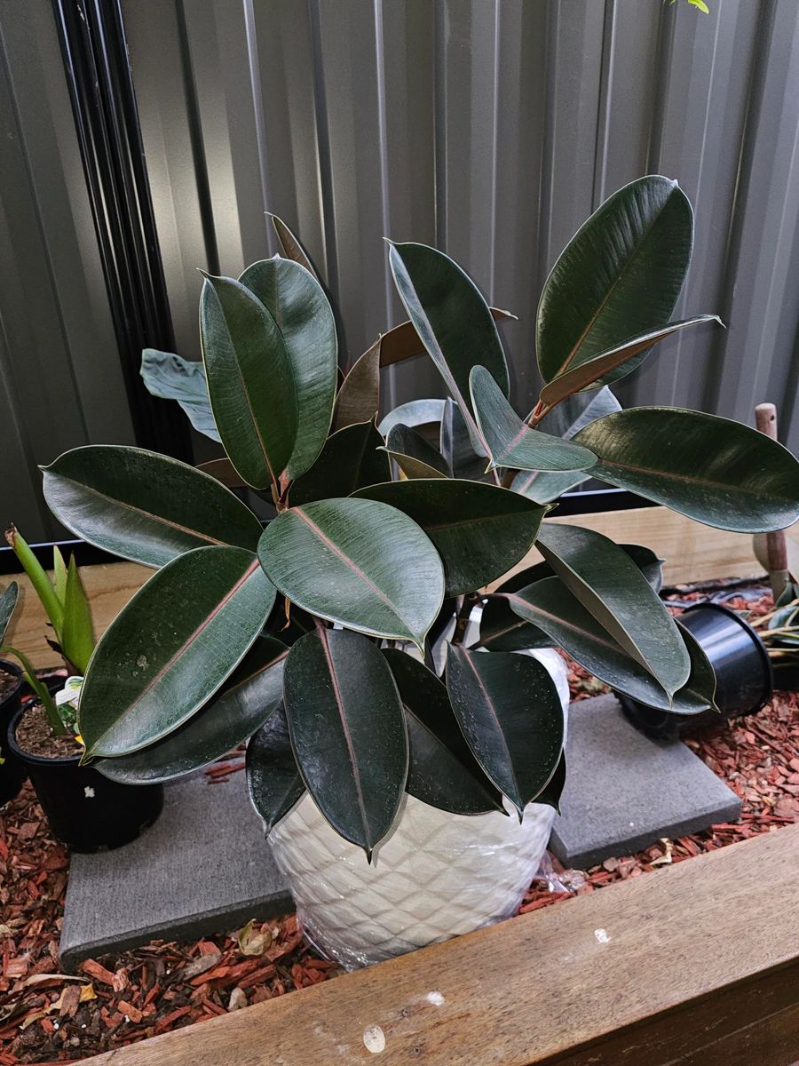 Burgundy ficus elastica