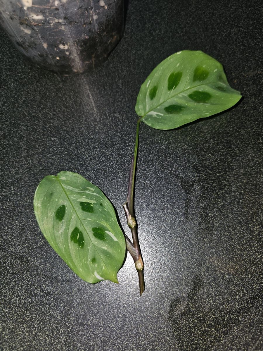 Variegated Maranta CUTTING