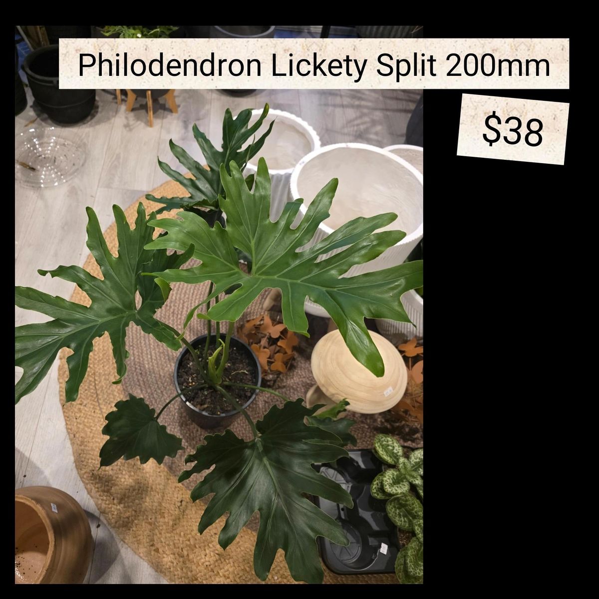 Philodendron Lickety Split