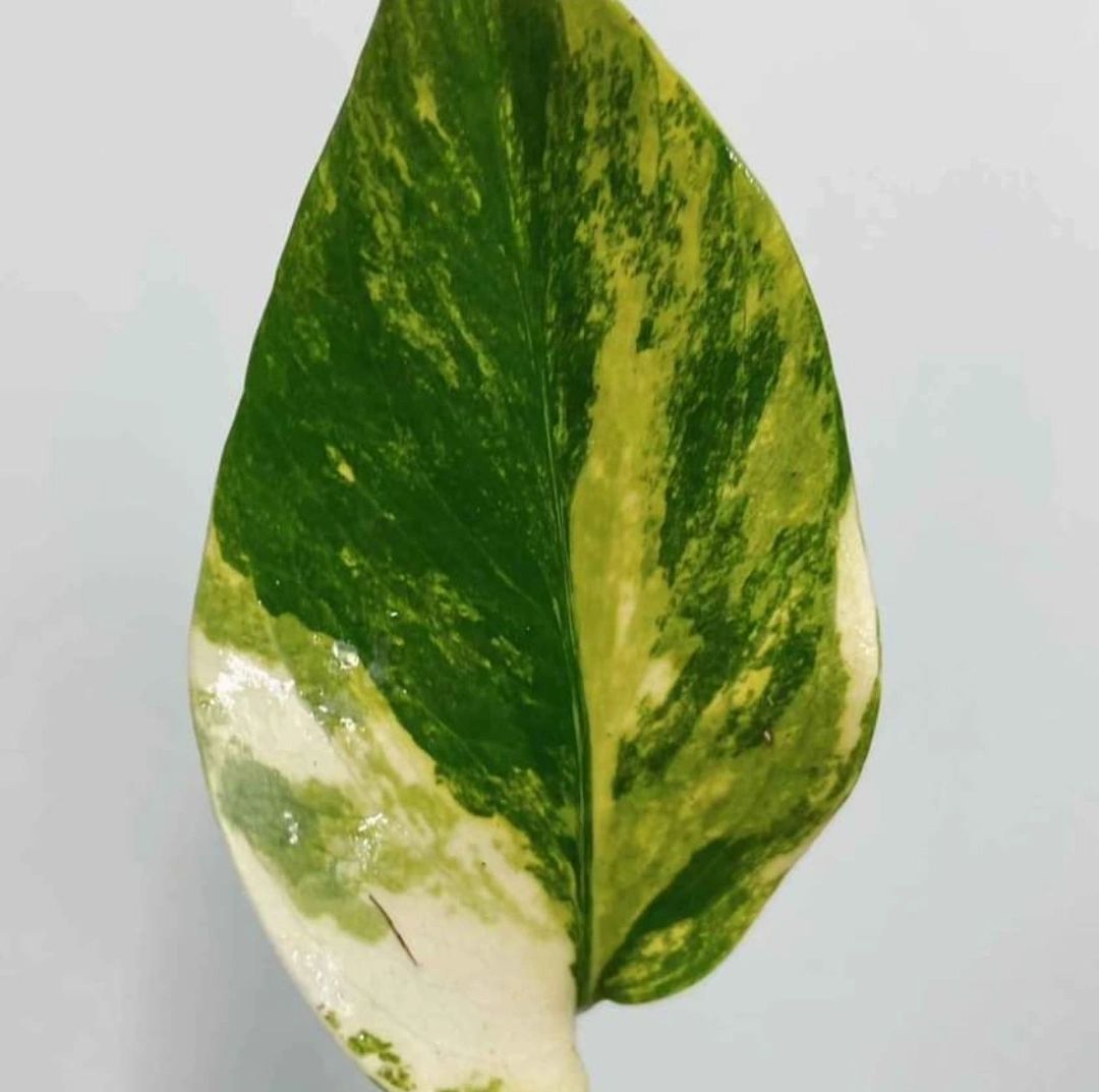 Variegated Monstera AUREA/Tri colour