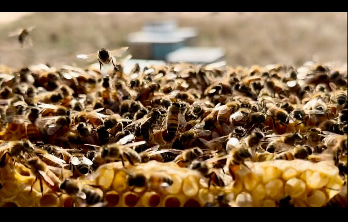 Nucleus Colonies Live Bees (Nucs)