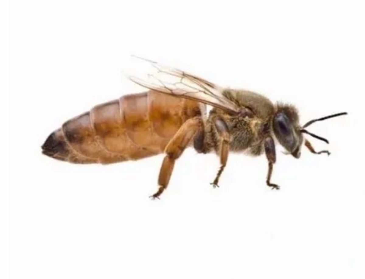Quality Golden Italian Queen Bee