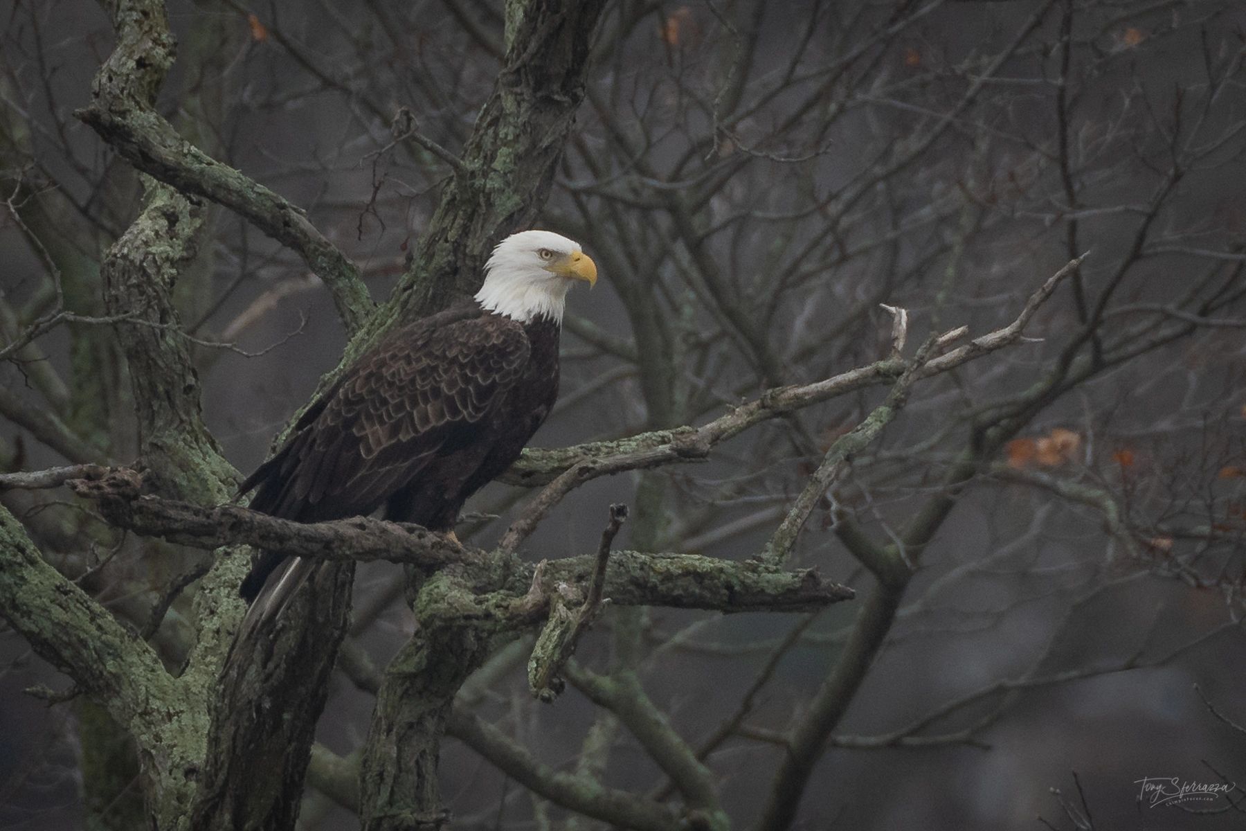 Eagle Peek