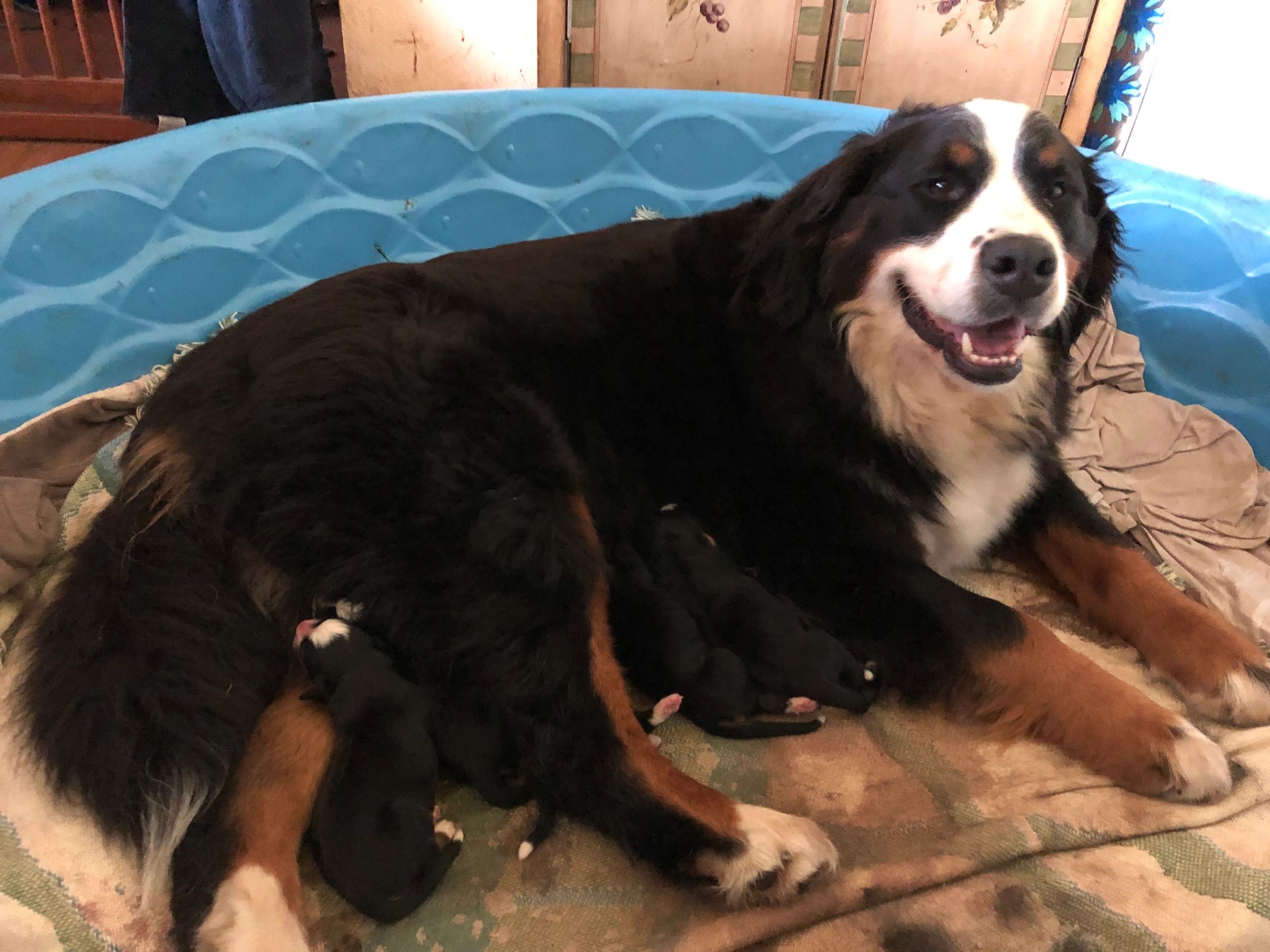 Puppies | Gracious Berners